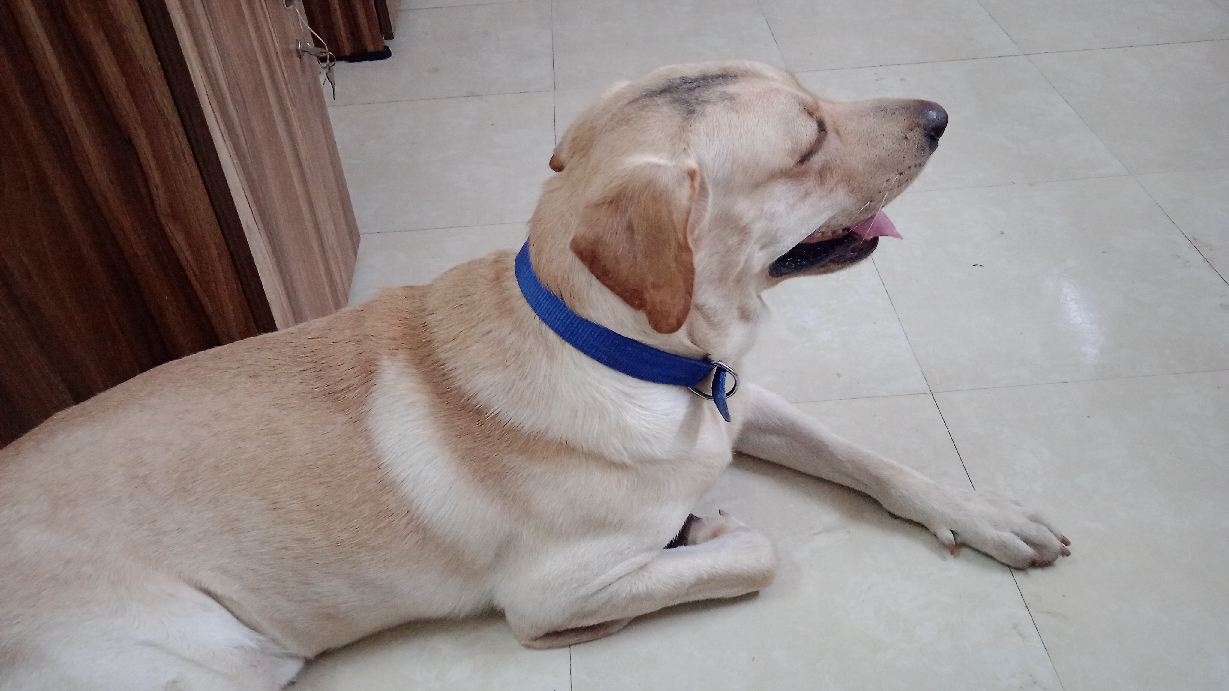 Labrador golden retriever - Stud Dog in Tamilnadu, India | Breed Your Dog