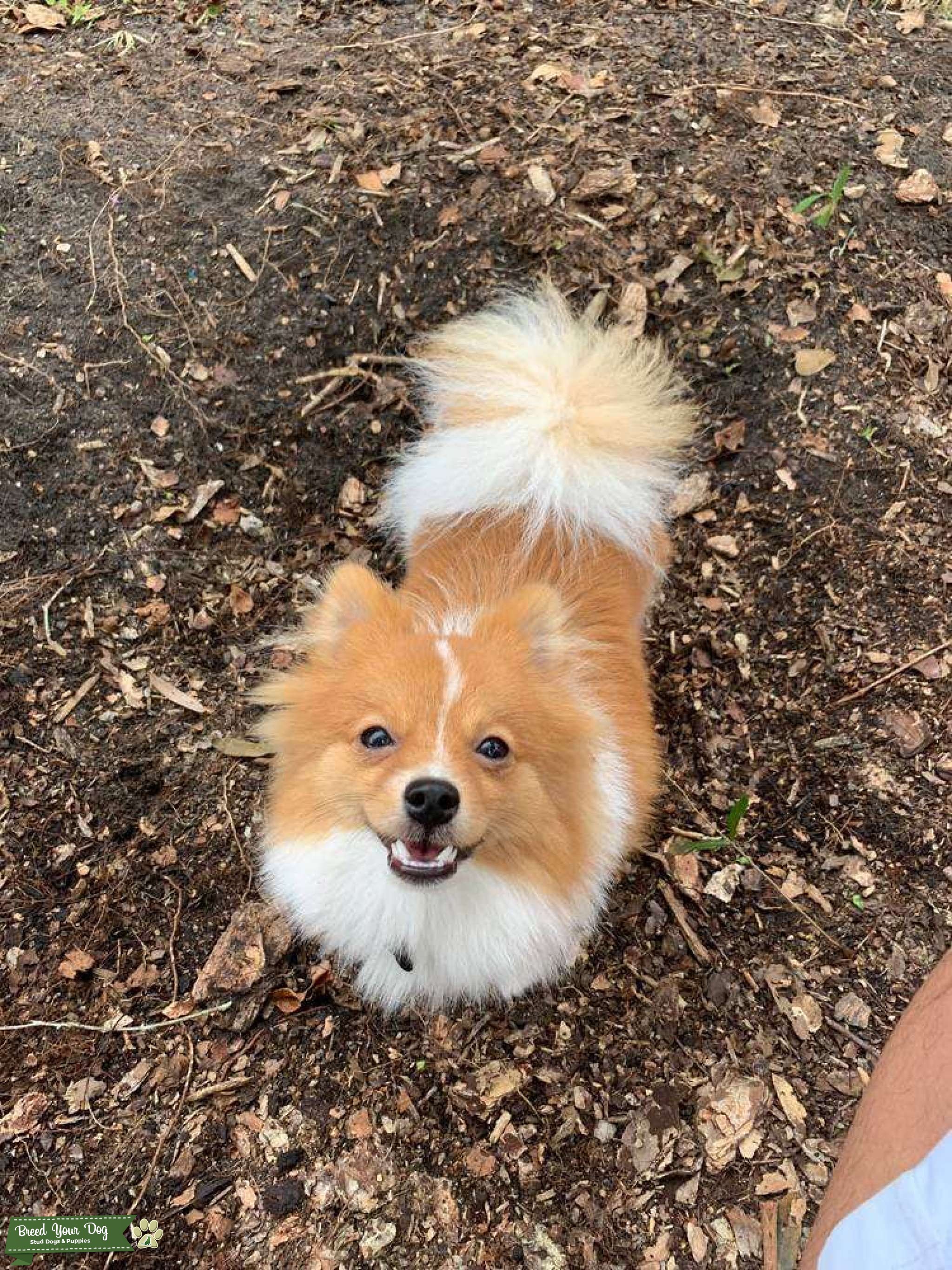 AKC POMERANIAN MALE - Stud Dog tampa - Breed Your Dog
