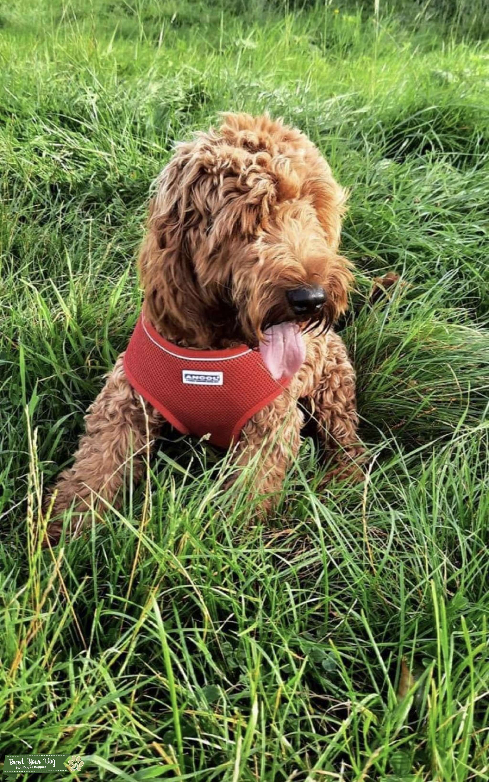 F1 Cockapoo for stud - Stud Dog in Gloucestershire, the United States ...