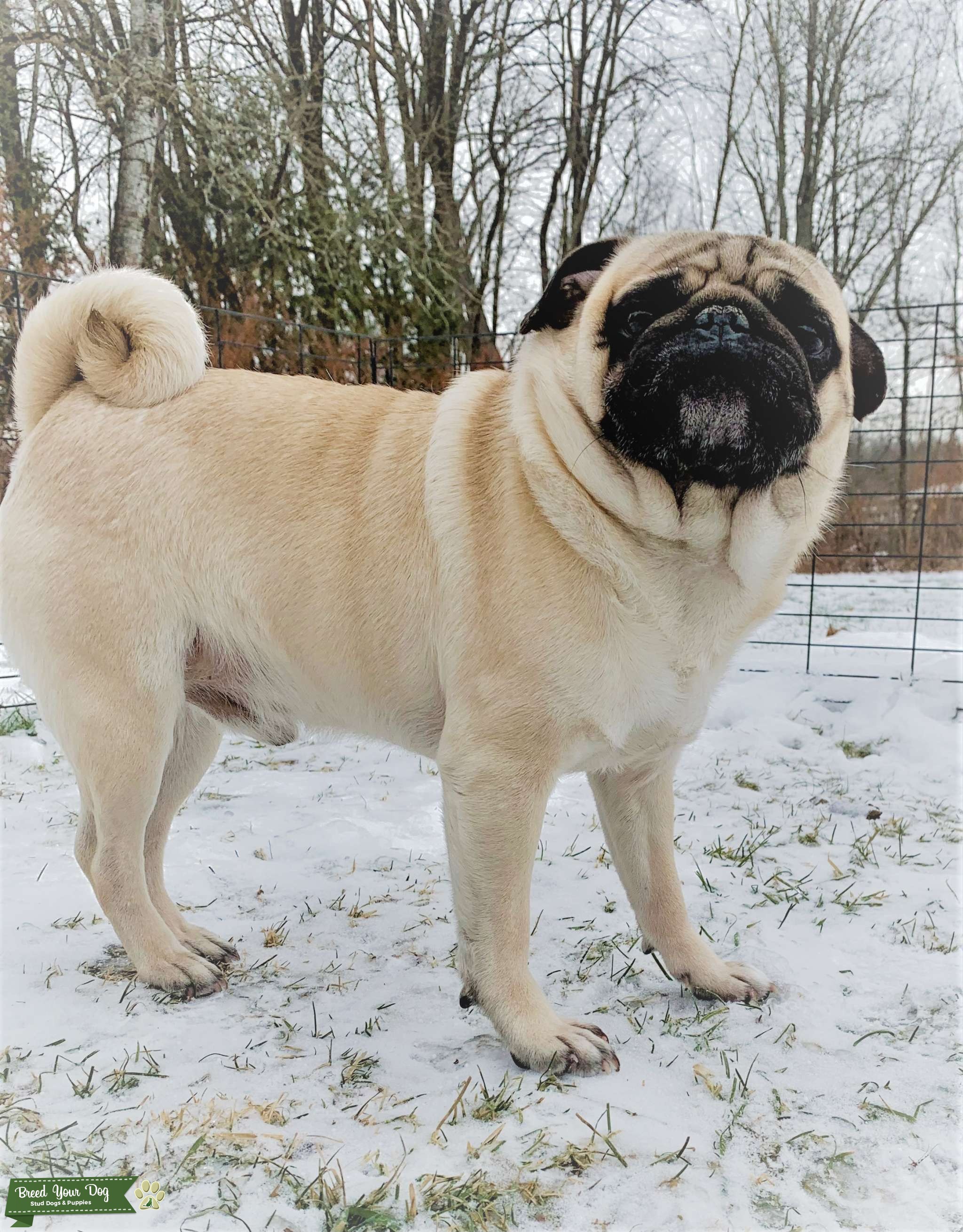 Odin - King of Pugs - Stud Dog in NY, United States | Breed Your Dog