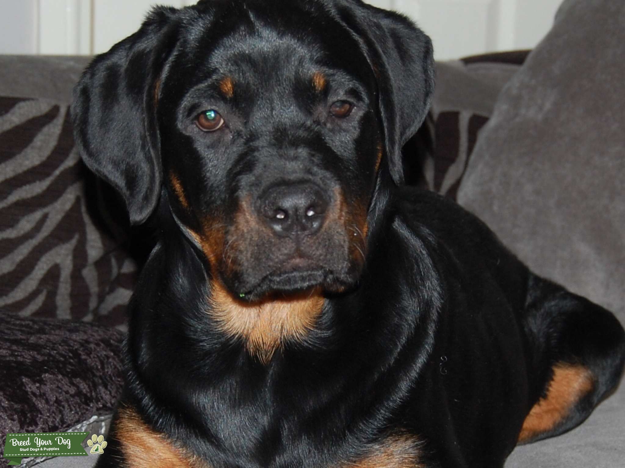 FEMALE ROTTWEILER - Stud Dog in Dundee, United States | Breed Your Dog