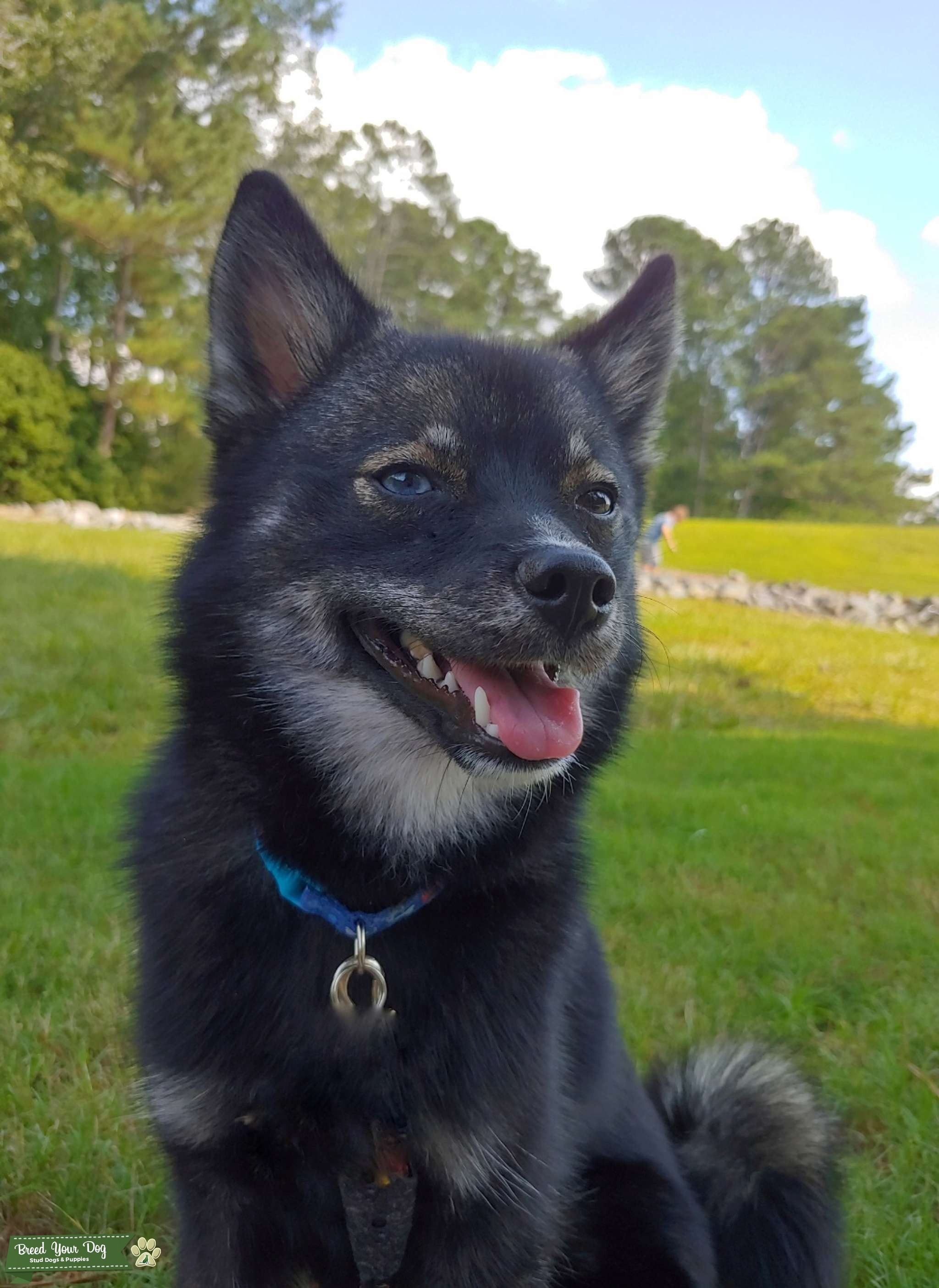 Handsome & Healthy Tricolor F2 Pomsky Blue Eye - Stud Dog in Atlanta ...
