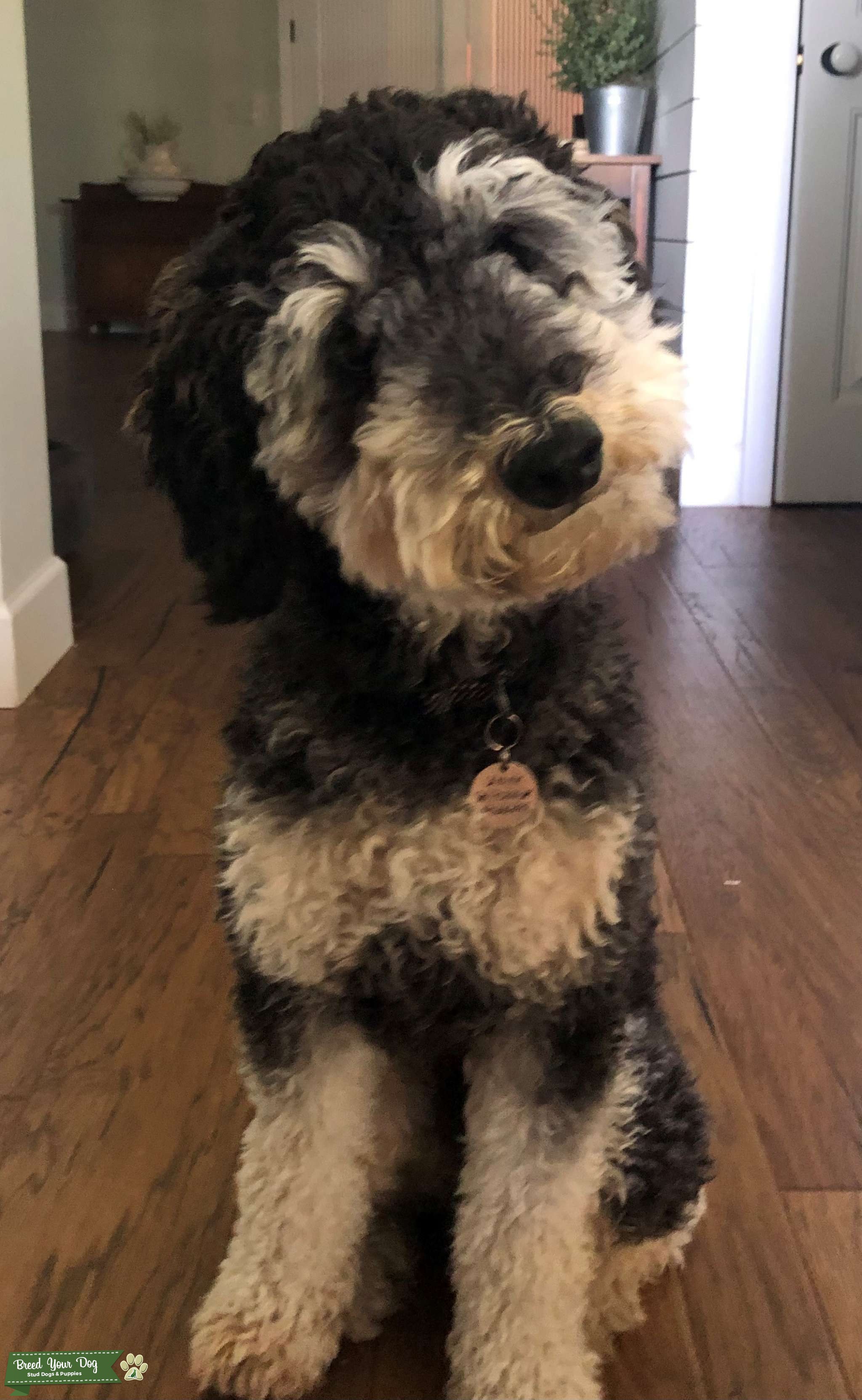 Gorgeous Phantom Moyen Poodle Stud - Stud Dog in Arizona, United States ...