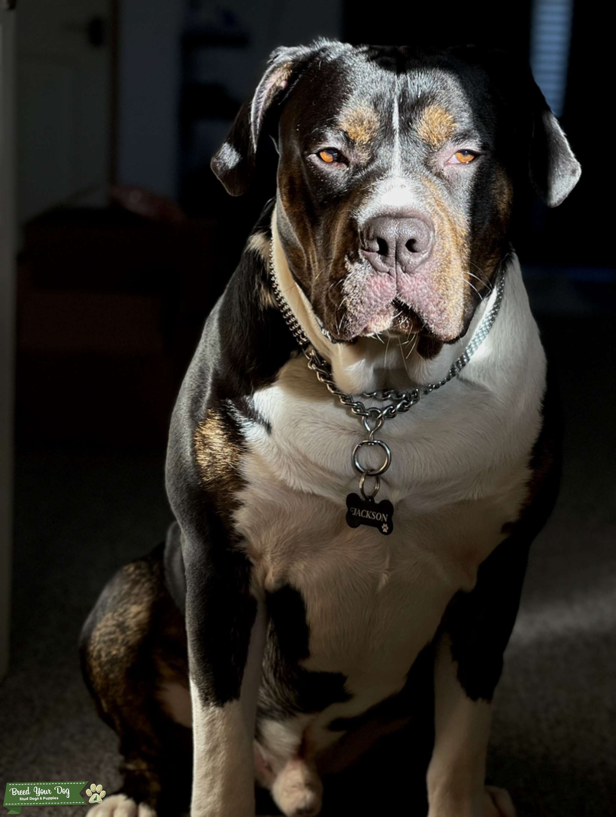 LARGE 60KG MIXED BREED DOG FOR STUD - Stud Dog in Eastleigh , United ...