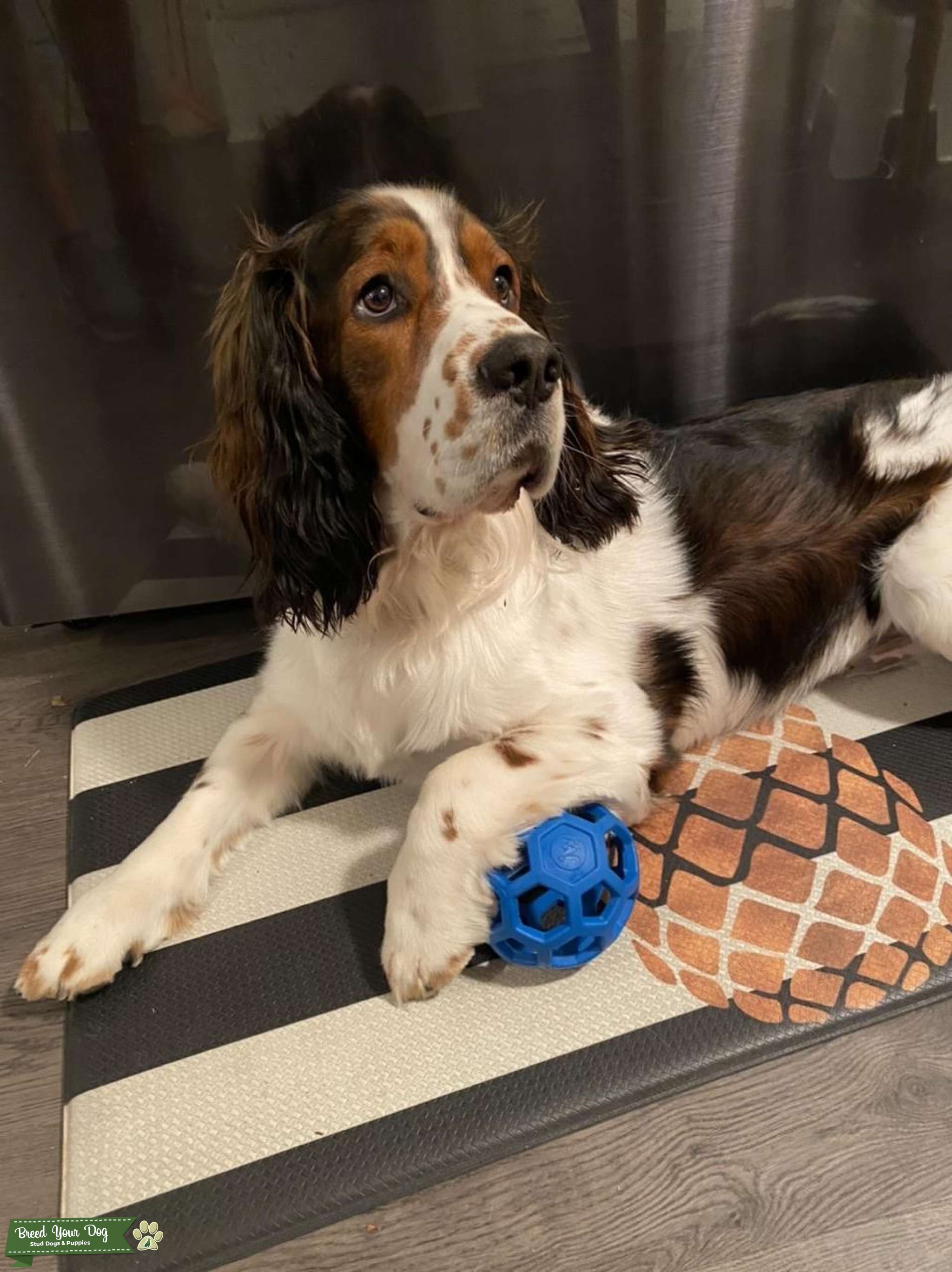Tri-Roan English Springer Spaniel - Stud Dog Fort Worth, TX - Breed ...