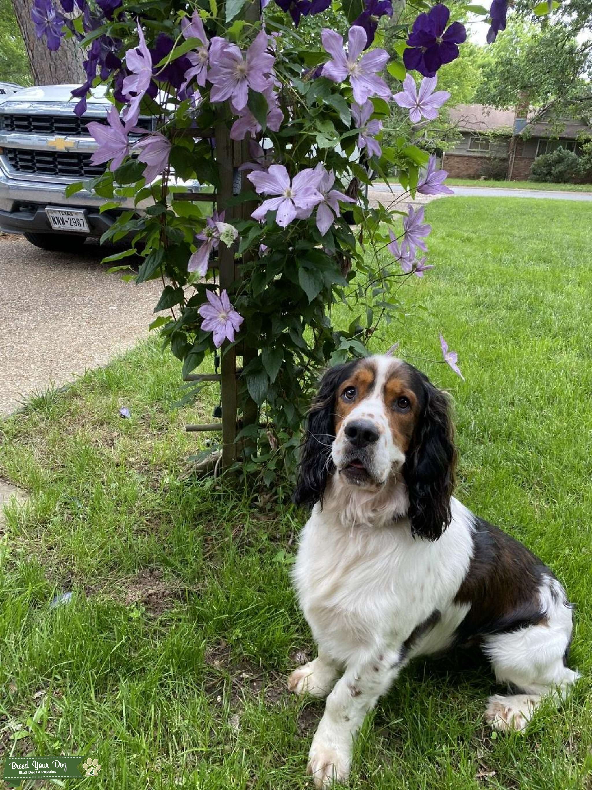 Tri-Roan English Springer Spaniel - Stud Dog Fort Worth, TX - Breed ...