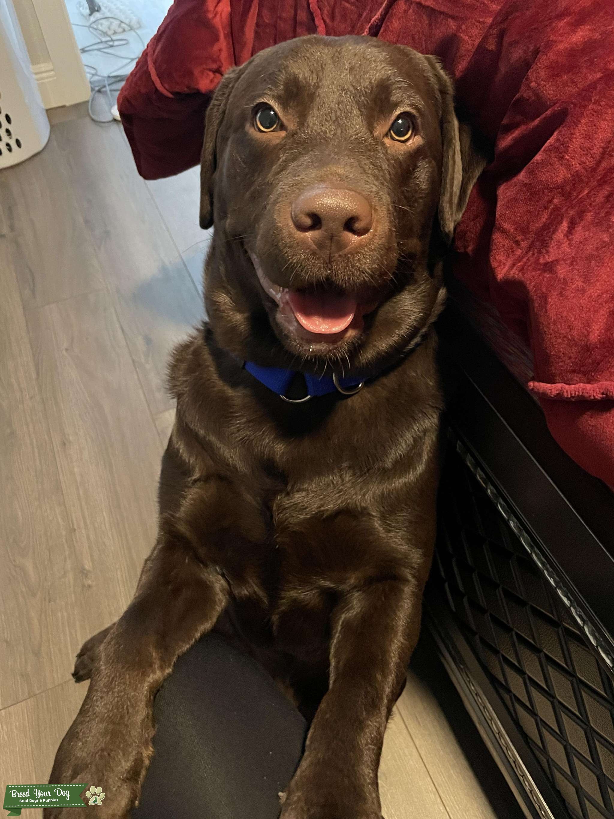 Pure Bred Chocolate Brown Labrador - Stud Dog in Port Saint Lucie ...