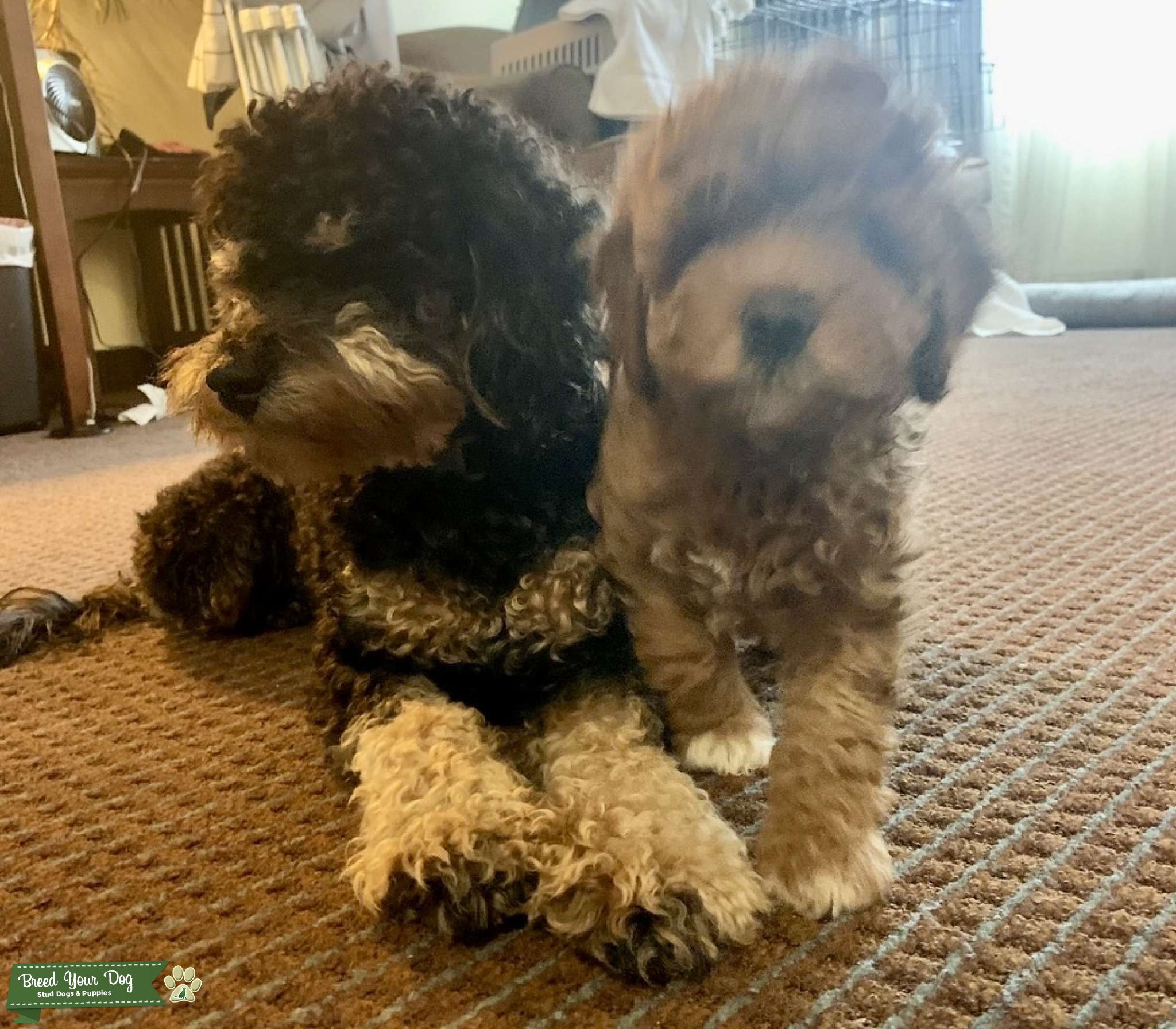 DingDong F1b Mini-Goldendoodle 14lbs - 2yrs - RARE Phantom Point - Stud ...