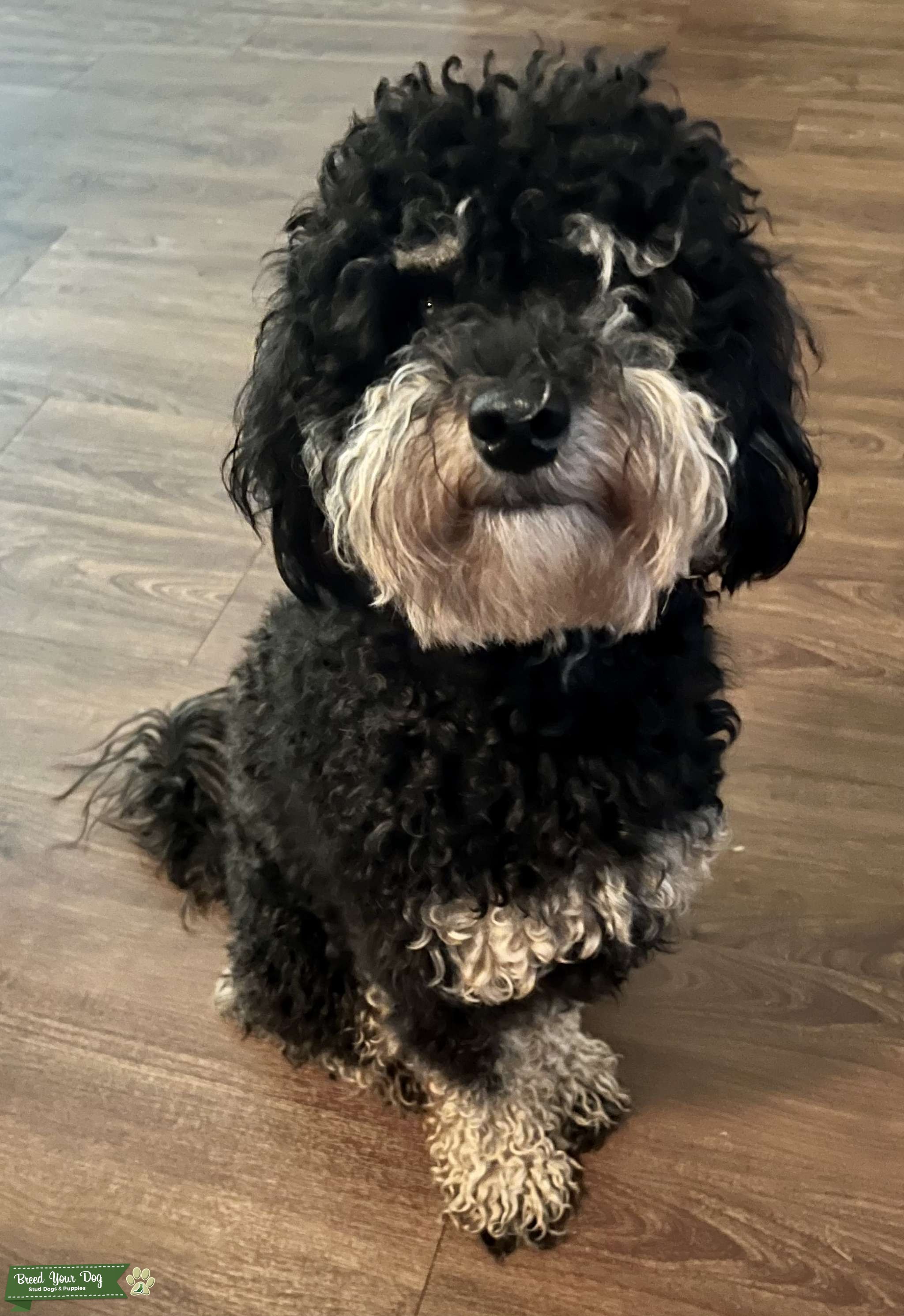DingDong F1b Mini-Goldendoodle 14lbs - 2yrs - RARE Phantom Point - Stud ...
