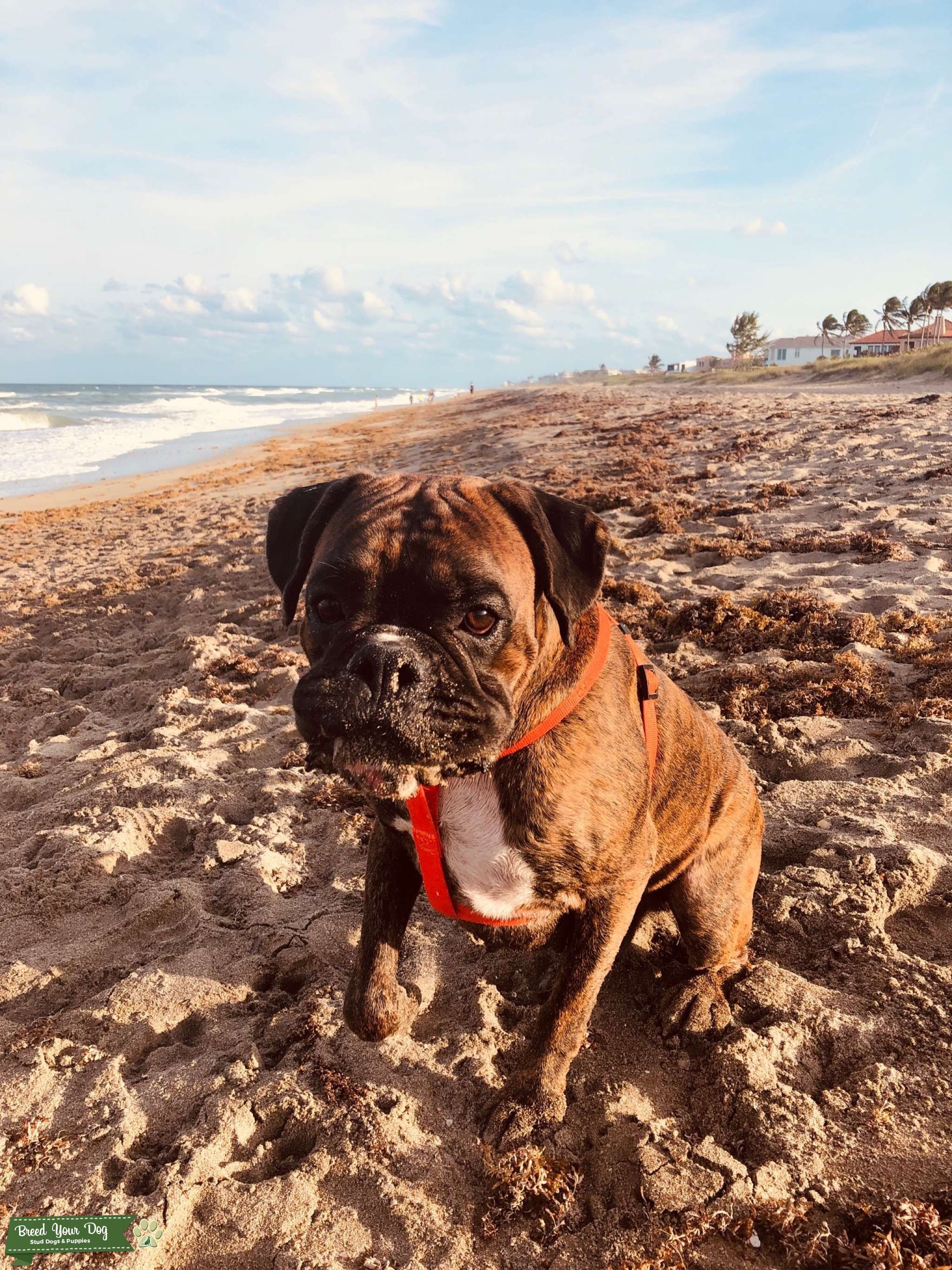 Stud - Stud Dog in Florida, Brazil | Breed Your Dog
