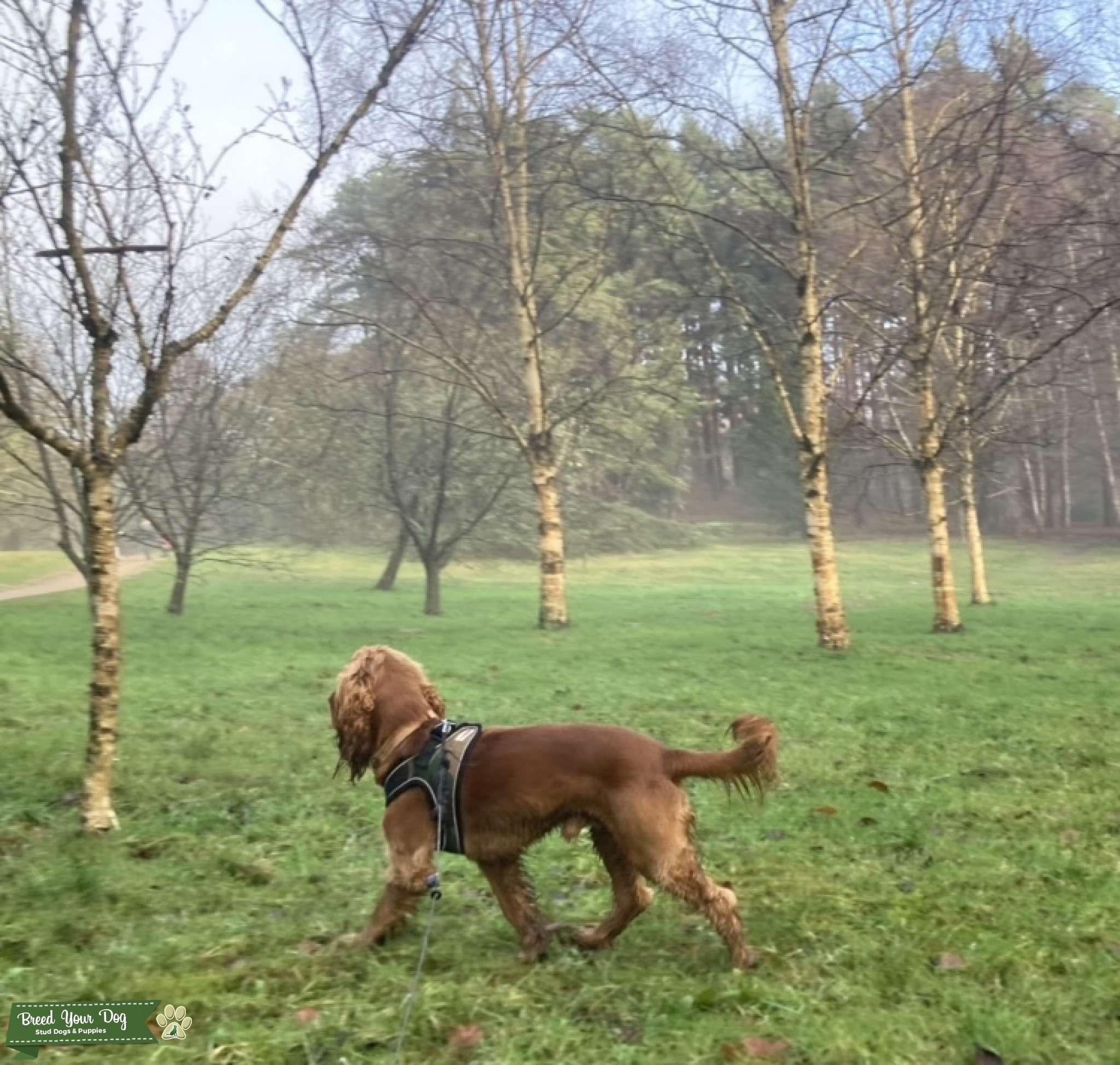 Stunning golden show cocker spaniel - Stud Dog Kingston - Breed Your Dog