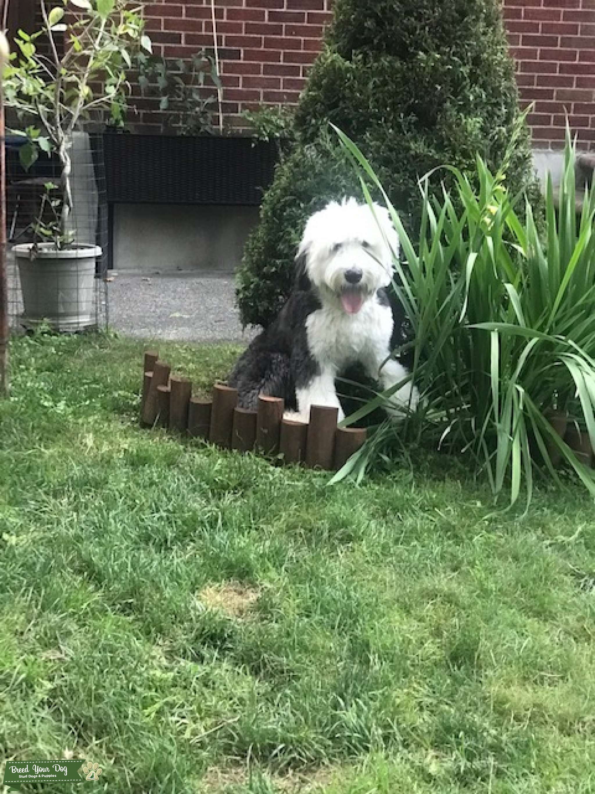 Old English Sheepdog male ready for love - Stud Dog Little Falls, NJ ...