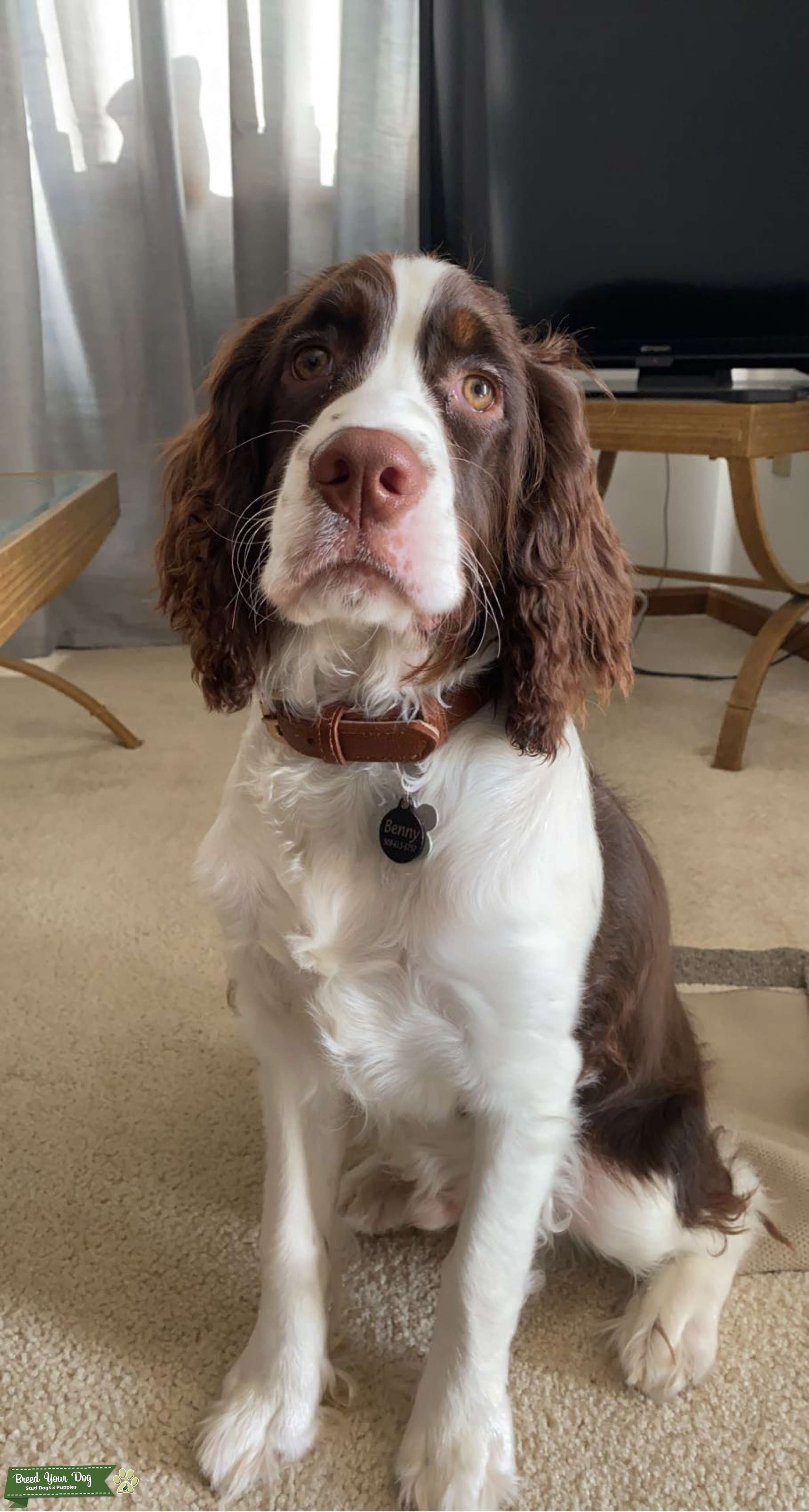 Tri Color English Springer Show Dog - Stud Dog in Shrewsbury, the ...
