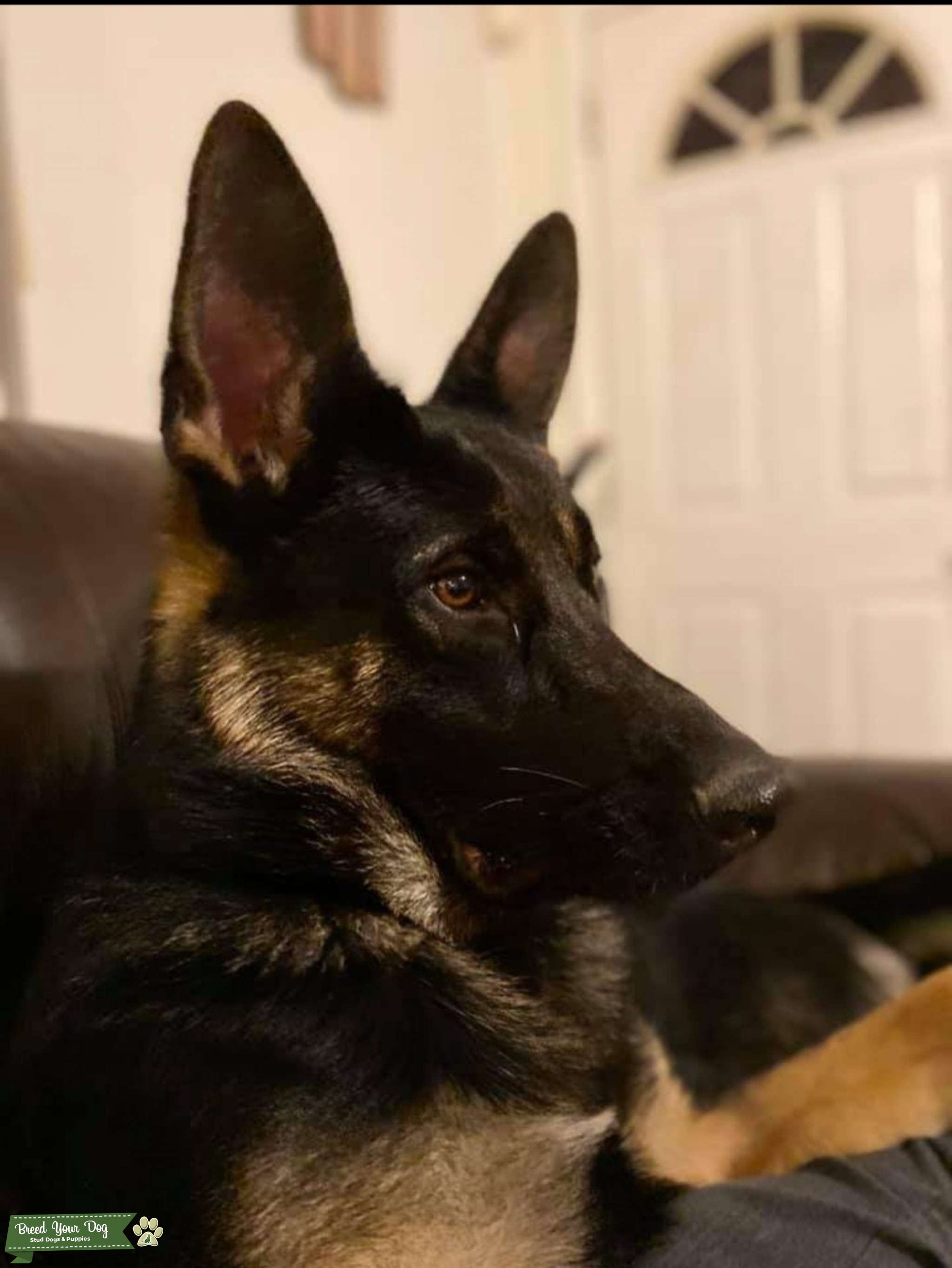Black and Tan German Shepard Dog - Stud Dog in FL, the United States ...