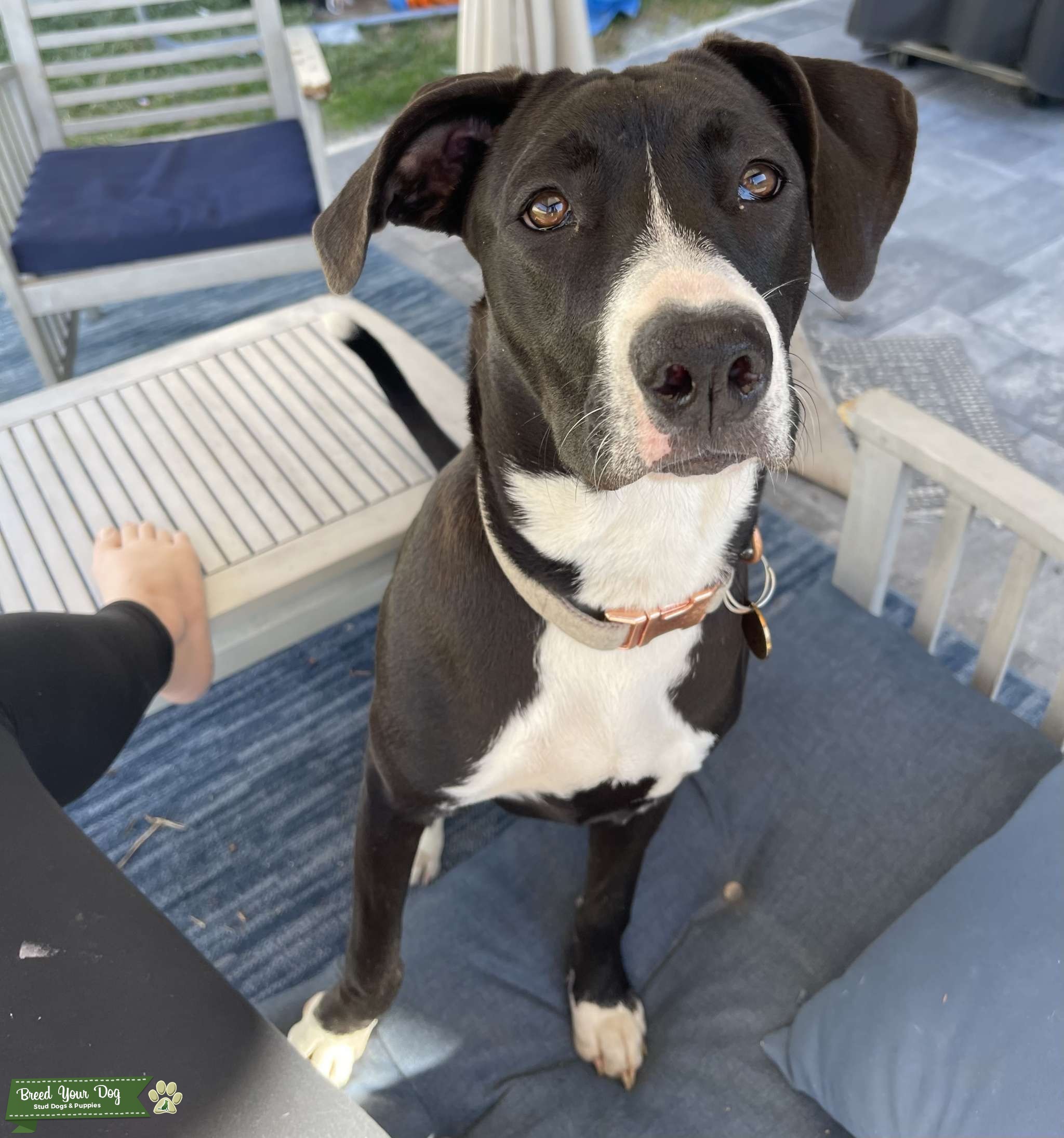 Young female lab/boxer! Perfect health. - Stud Dog in Sun city center ...