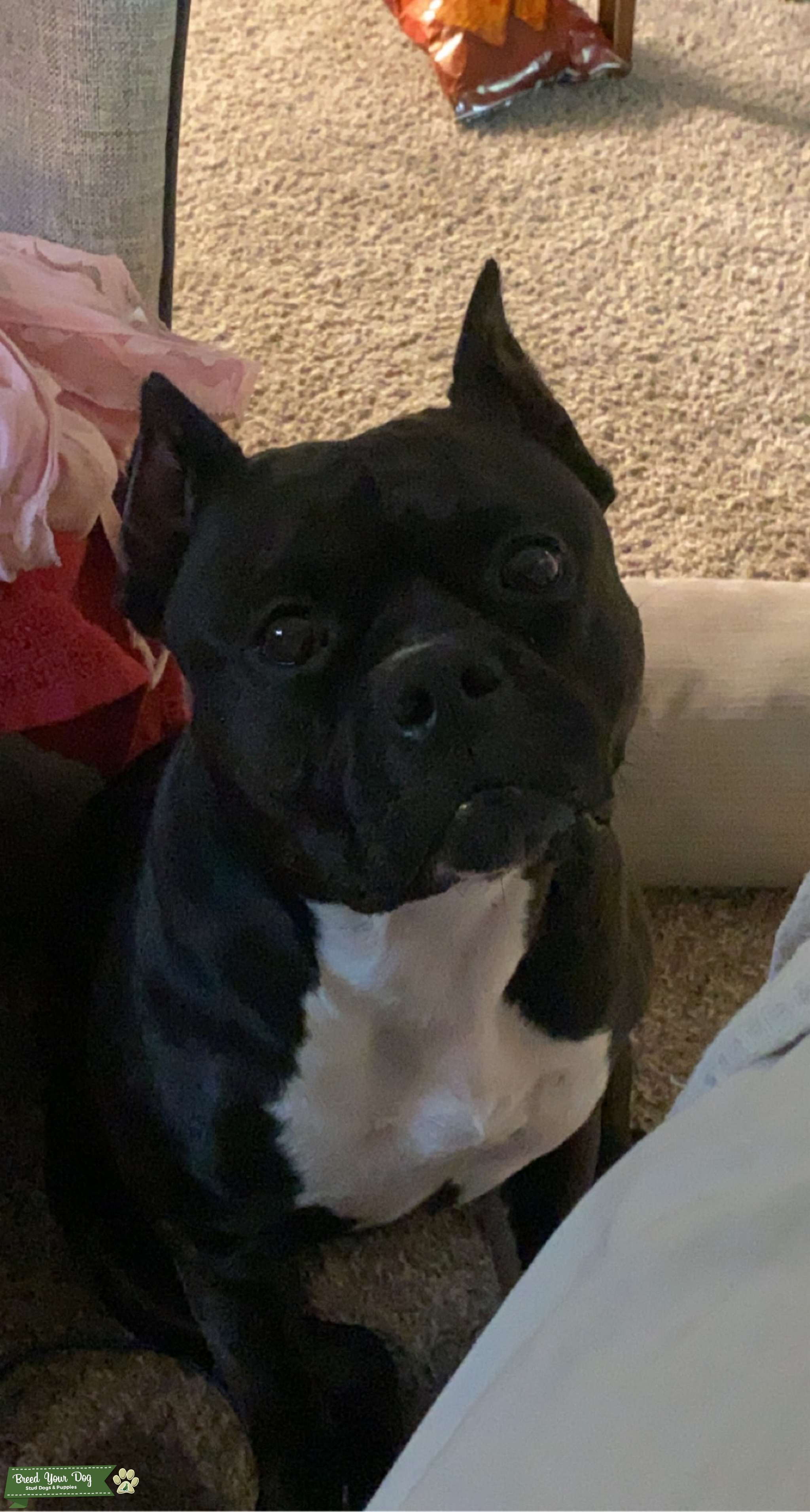 Black and white down tummy stripe-American bully - Stud Dog in Florida ...