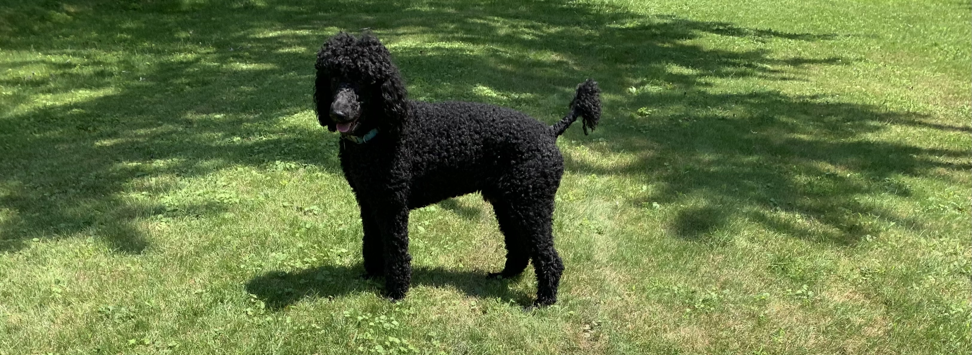 Black (Abstract) Standard Poodle - Stud Dog in New York, United States ...