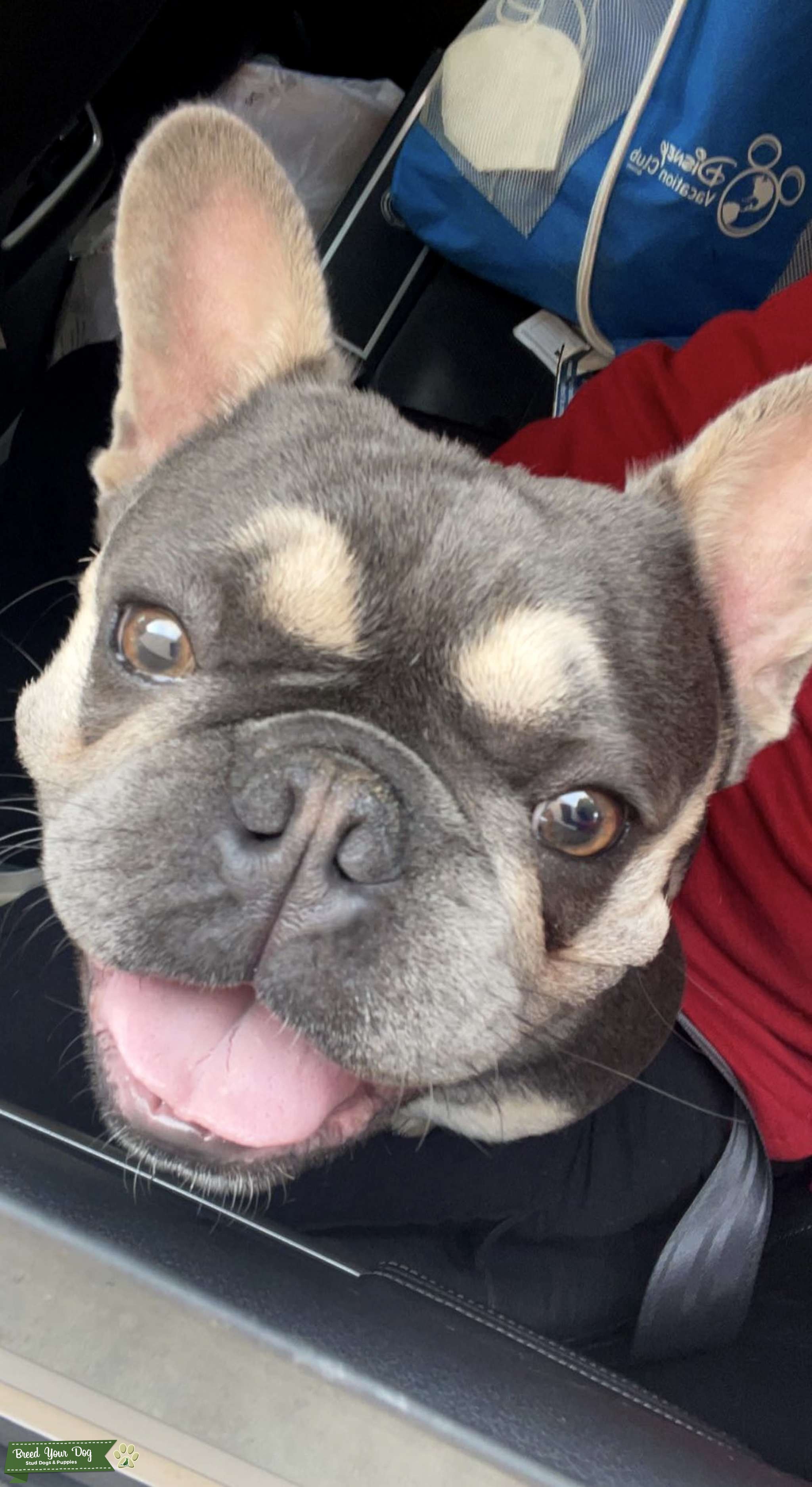 Male Frenchie available for Breeding - Stud Dog in Laguna Niguel ...