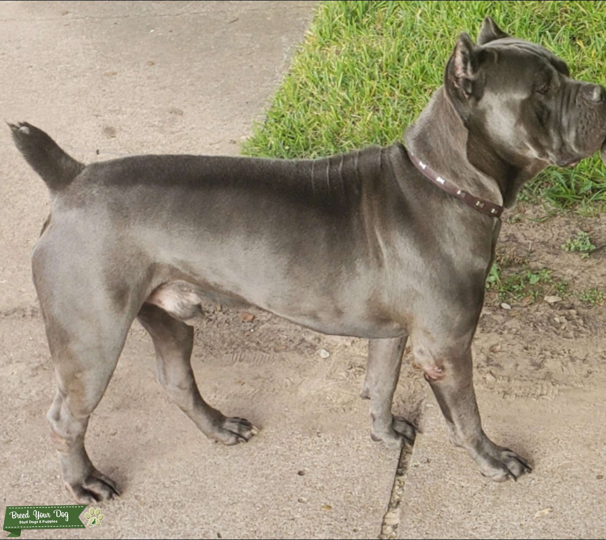 Blue male - Stud Dog in Tarrant co, the United States | Breed Your Dog