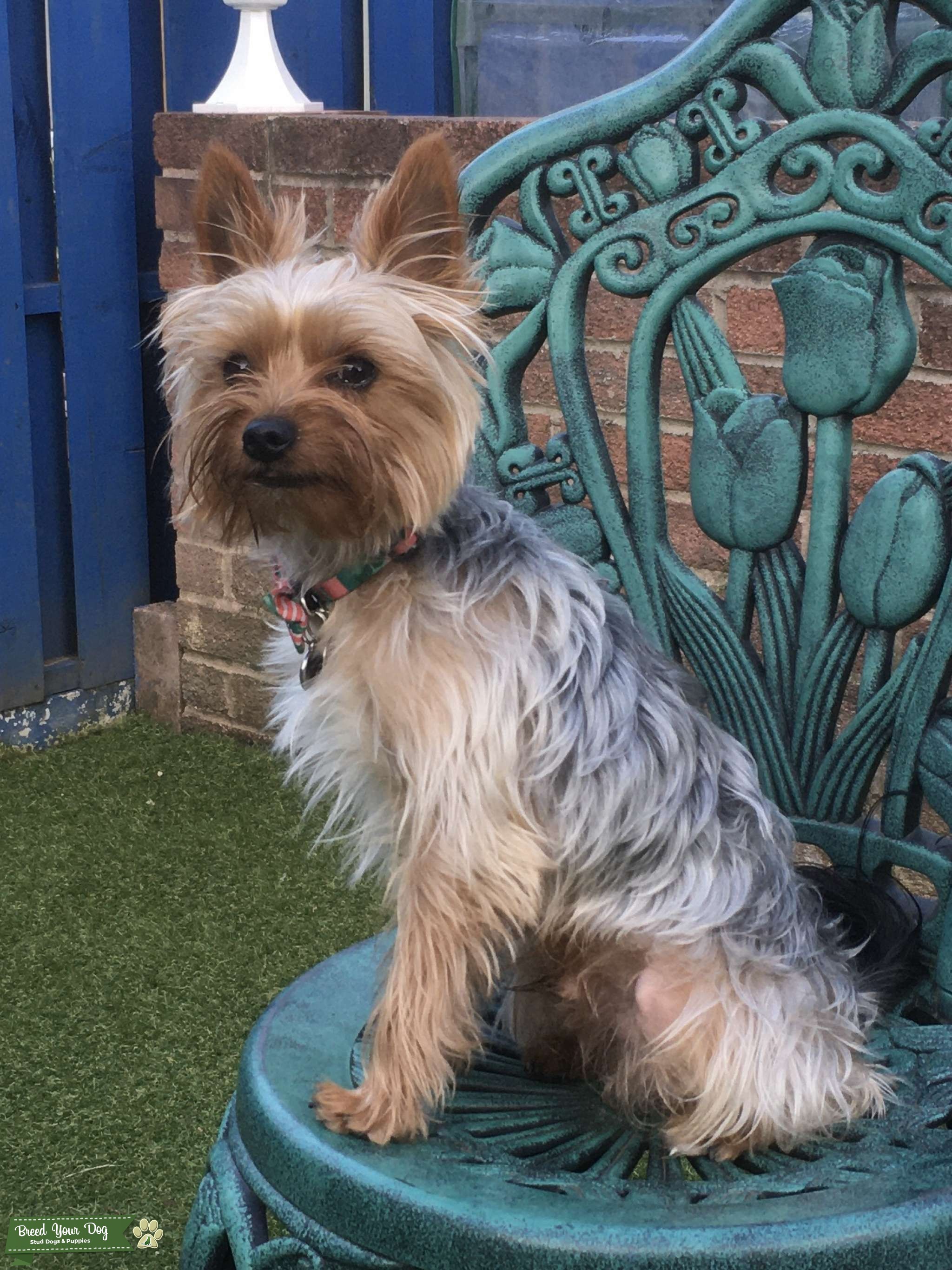 Beautiful Yorkshire Terrier for Stud - Stud Dog Derbyshire - Breed Your Dog