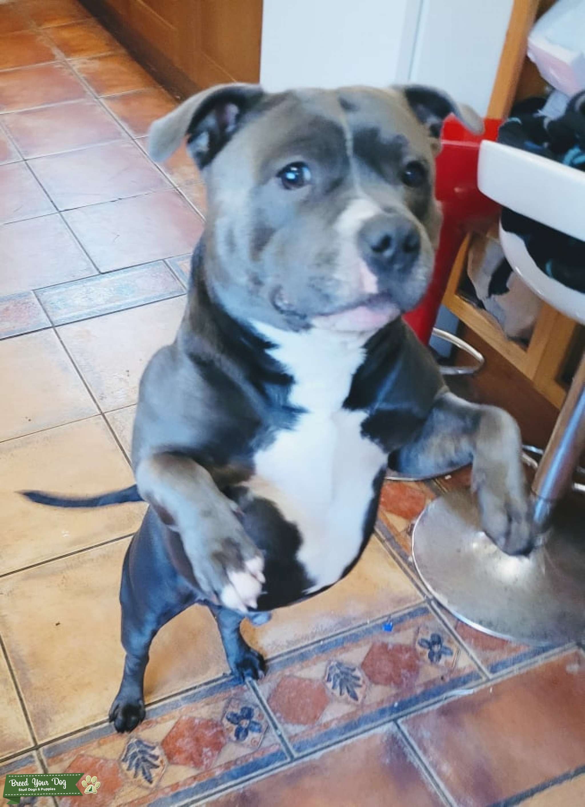 Blue staffordshire bull terrier - Stud Dog in Lincolnshire, the United ...