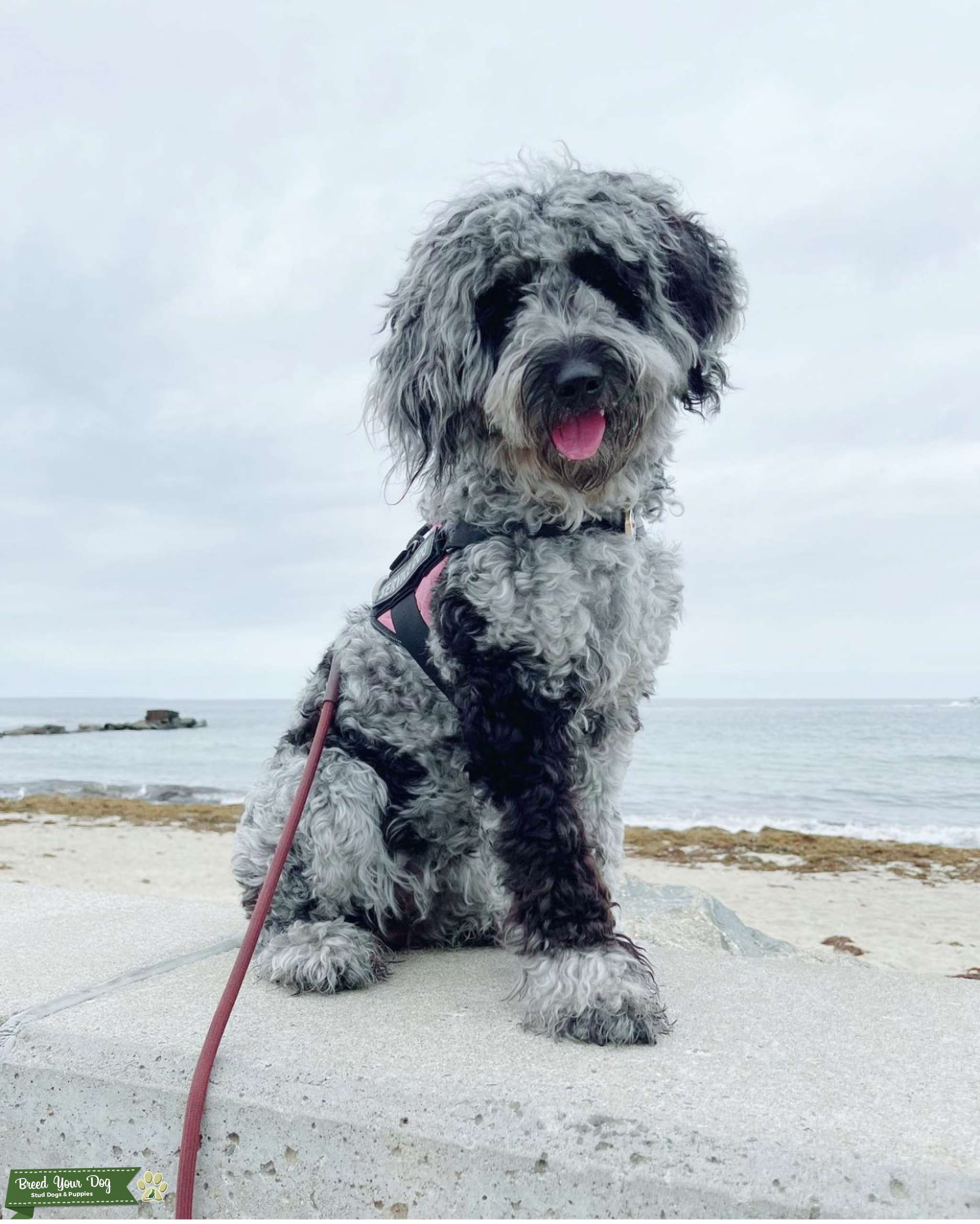 Looking for stud for our Blue Merle Mini Goldendoodle - Stud Dog in ...