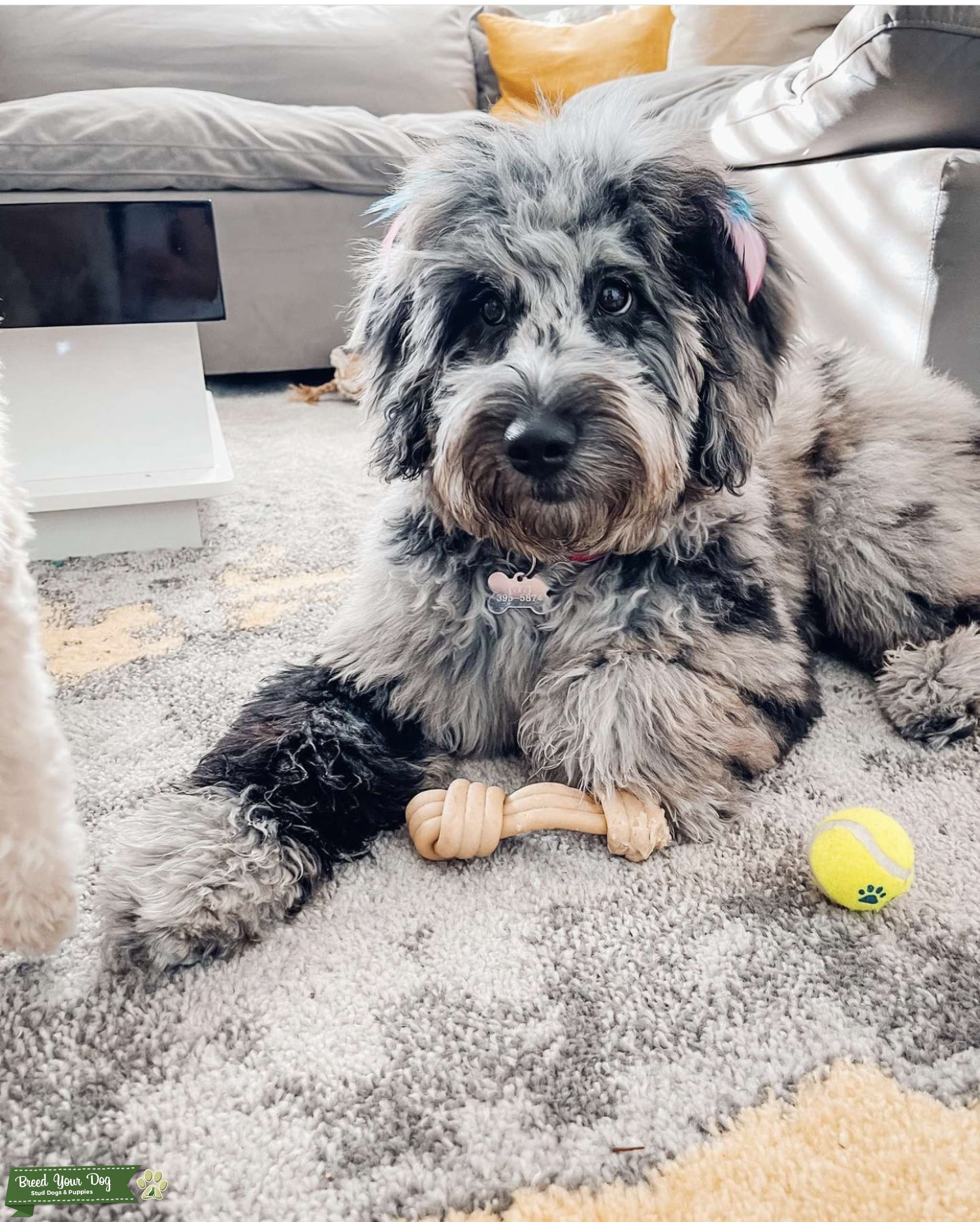 Looking for stud for our Blue Merle Mini Goldendoodle - Stud Dog in ...