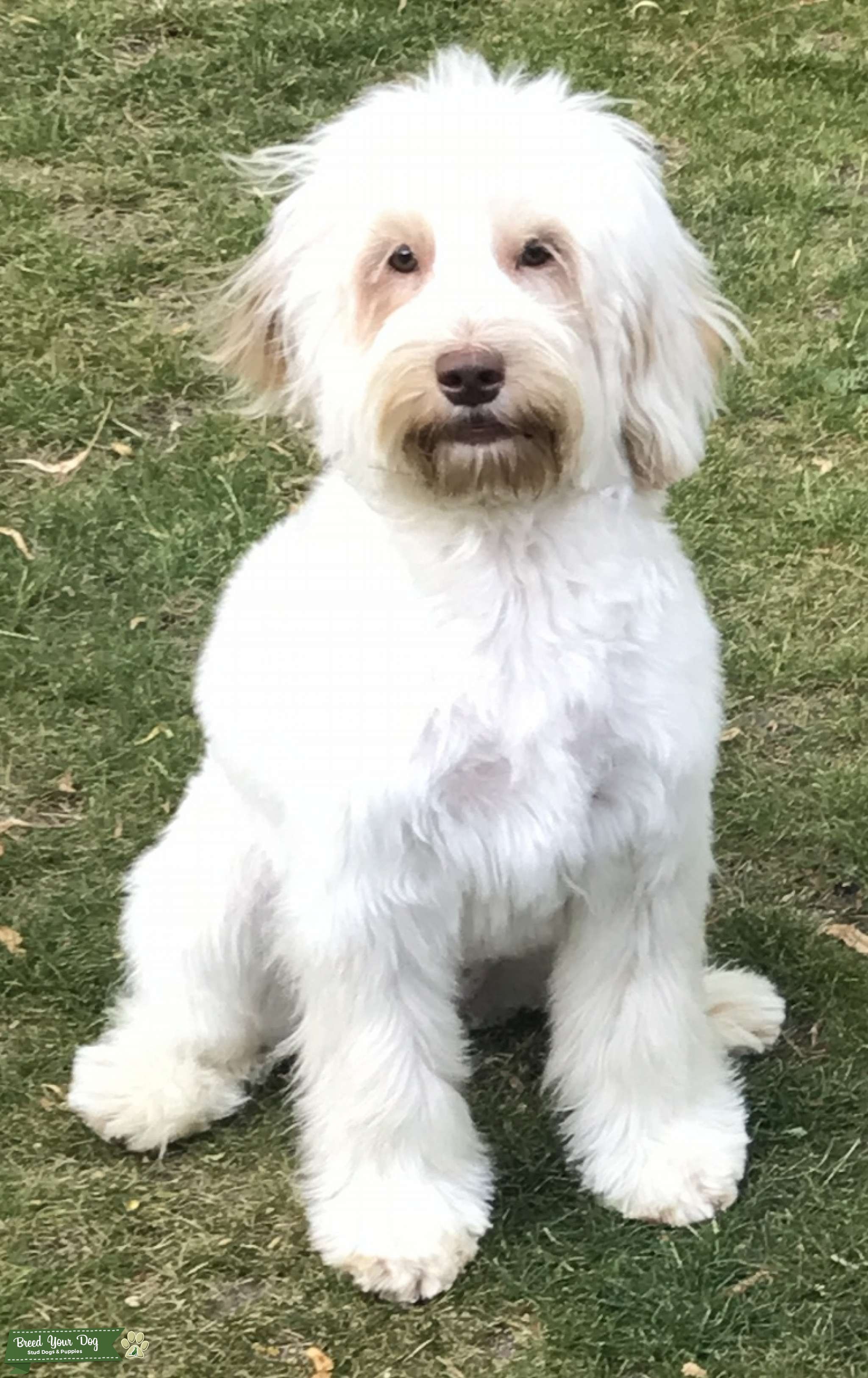 BEAUTIFUL F2 COCKAPOO - Stud Dog in Essex, United States | Breed Your Dog