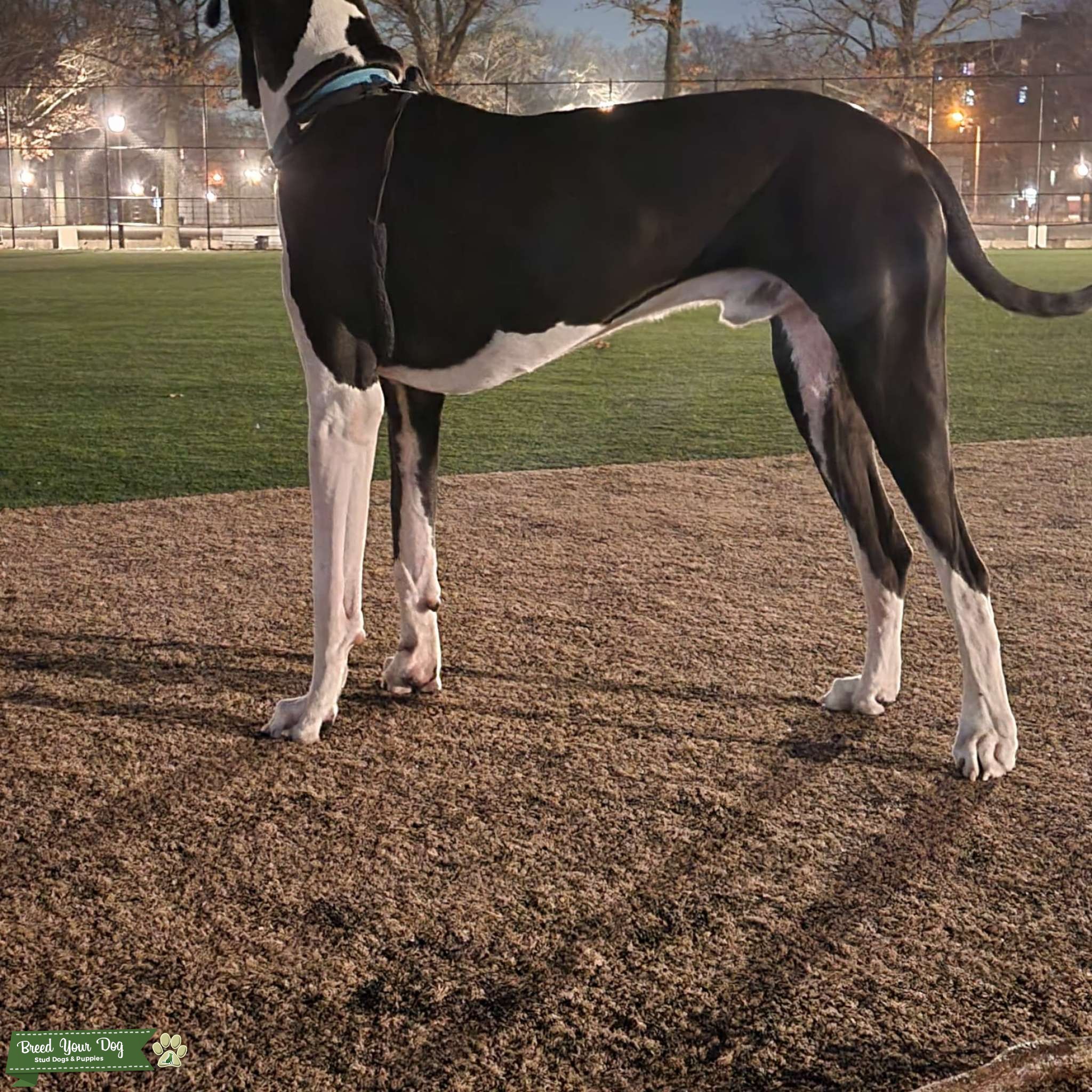 Great Dane Stud - Stud Dog in New York, the United States | Breed Your Dog