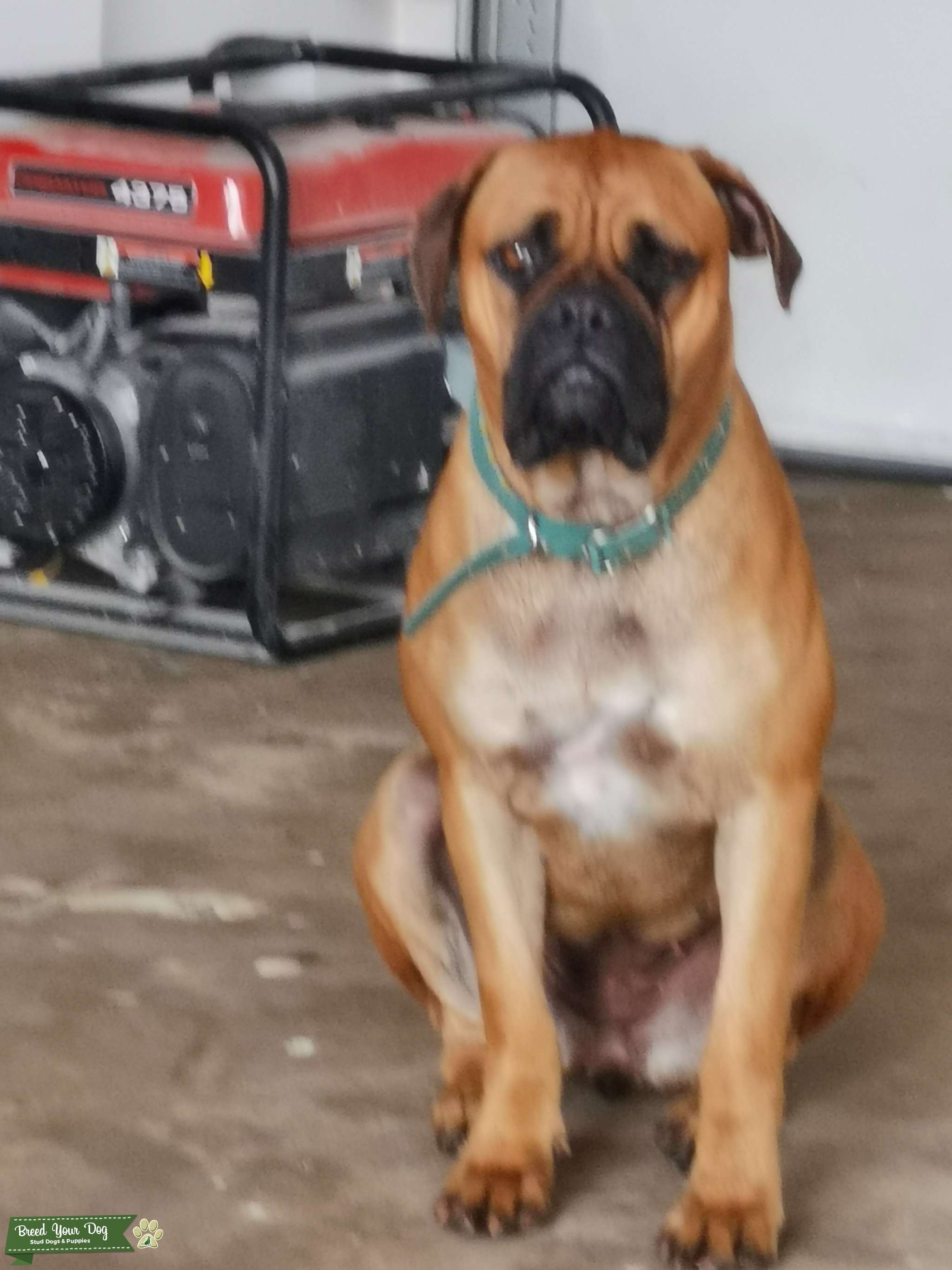 Red fawn bullmastiff - Stud Dog CA - Breed Your Dog