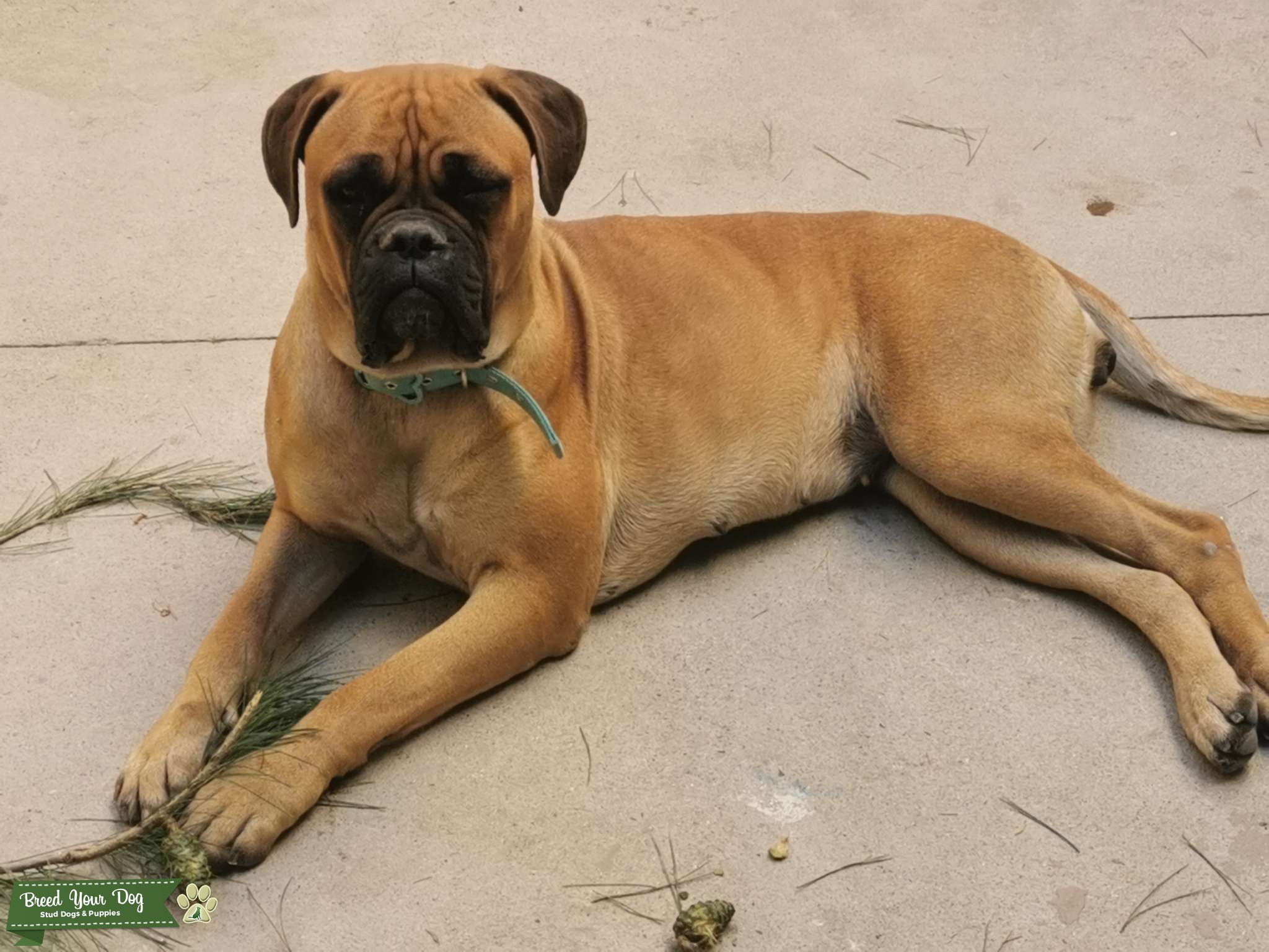 Red fawn bullmastiff - Stud Dog CA - Breed Your Dog