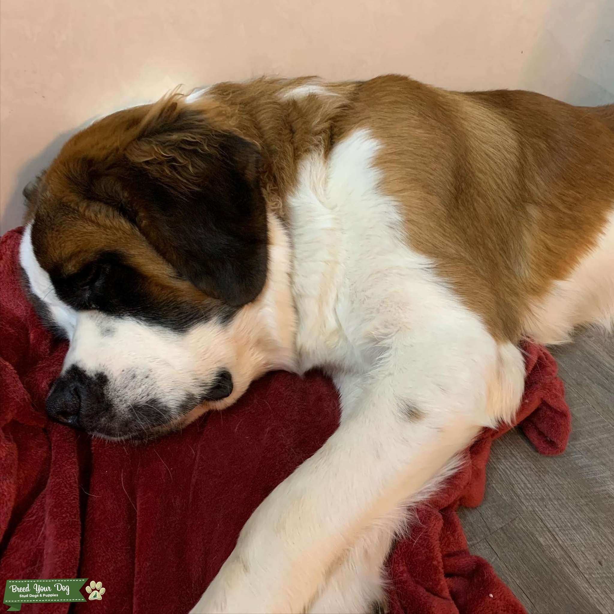 Handsome Stud family raised - Stud Dog in Texas, United States | Breed ...