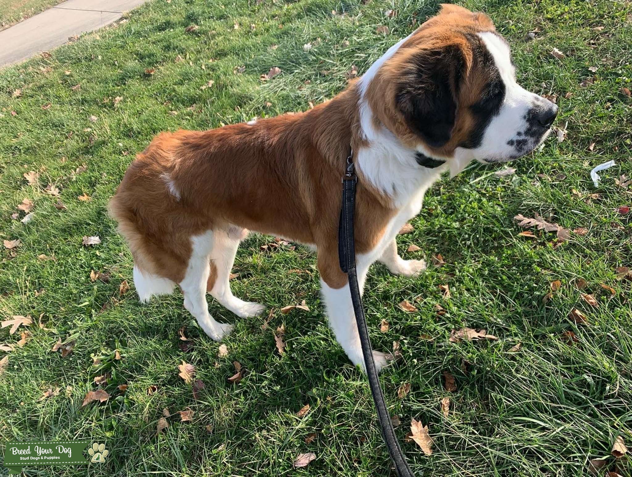 Handsome Stud family raised - Stud Dog Texas - Breed Your Dog