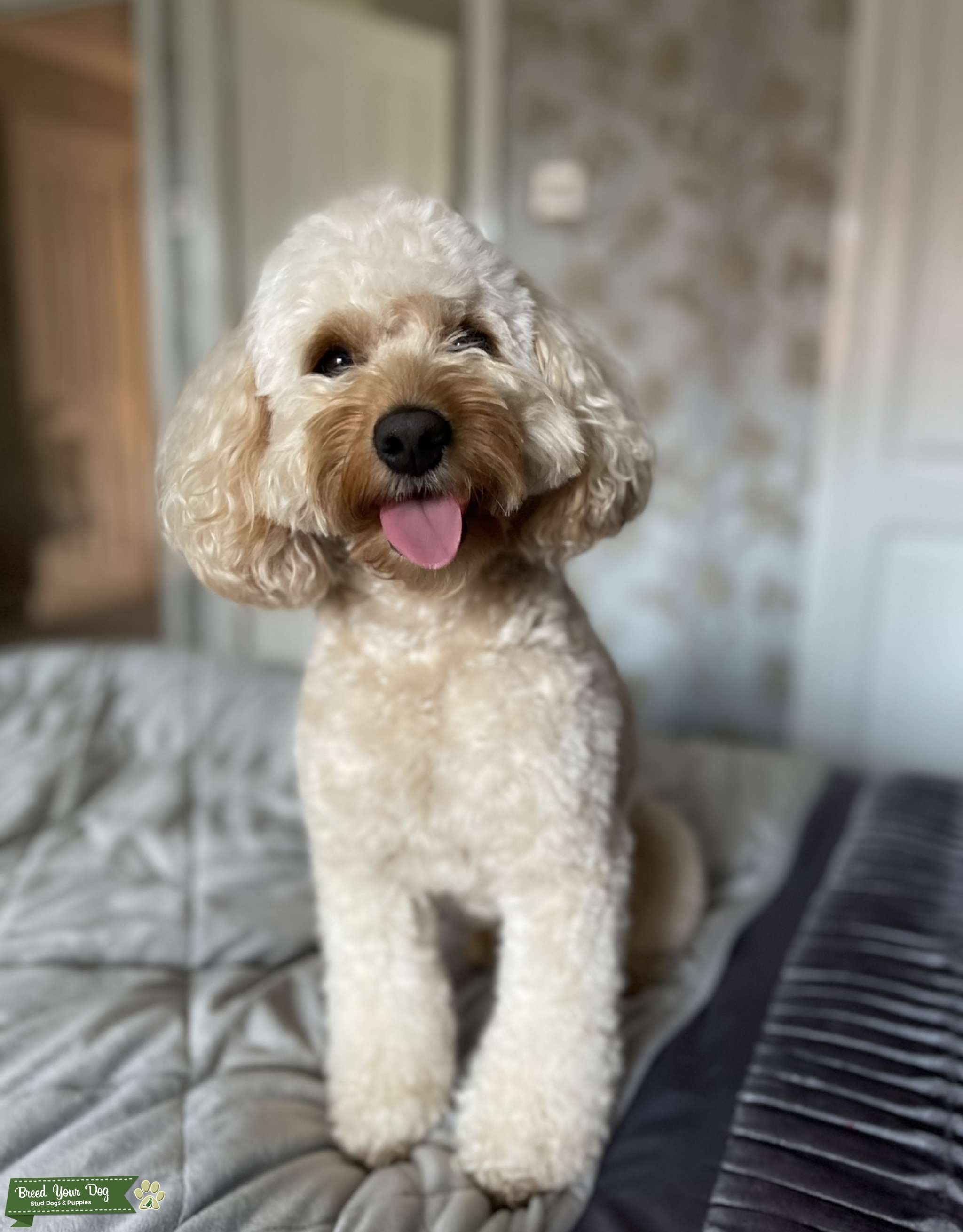 Stunning Proven cockapoo for STUD - Stud Dog in Merseyside, the United ...