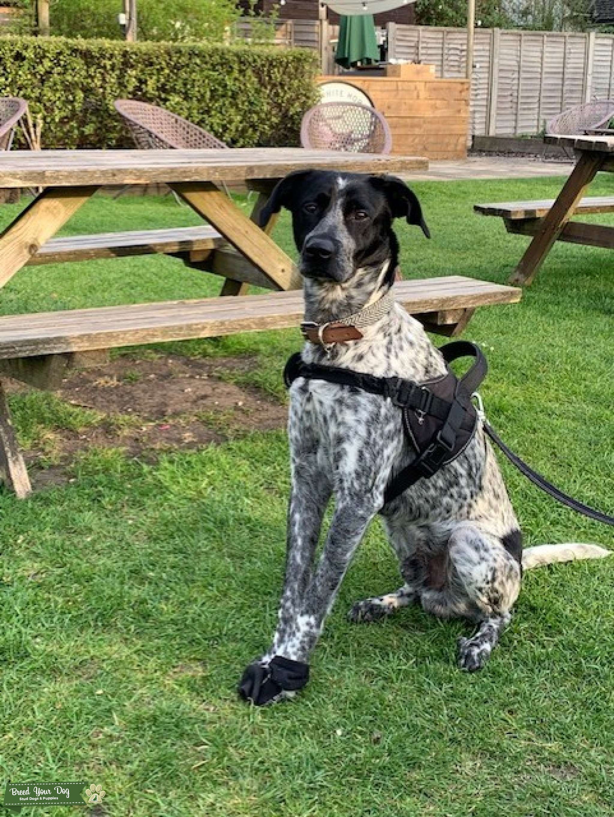 German short haired pointer X Labrador - Stud Dog in Winchester ...