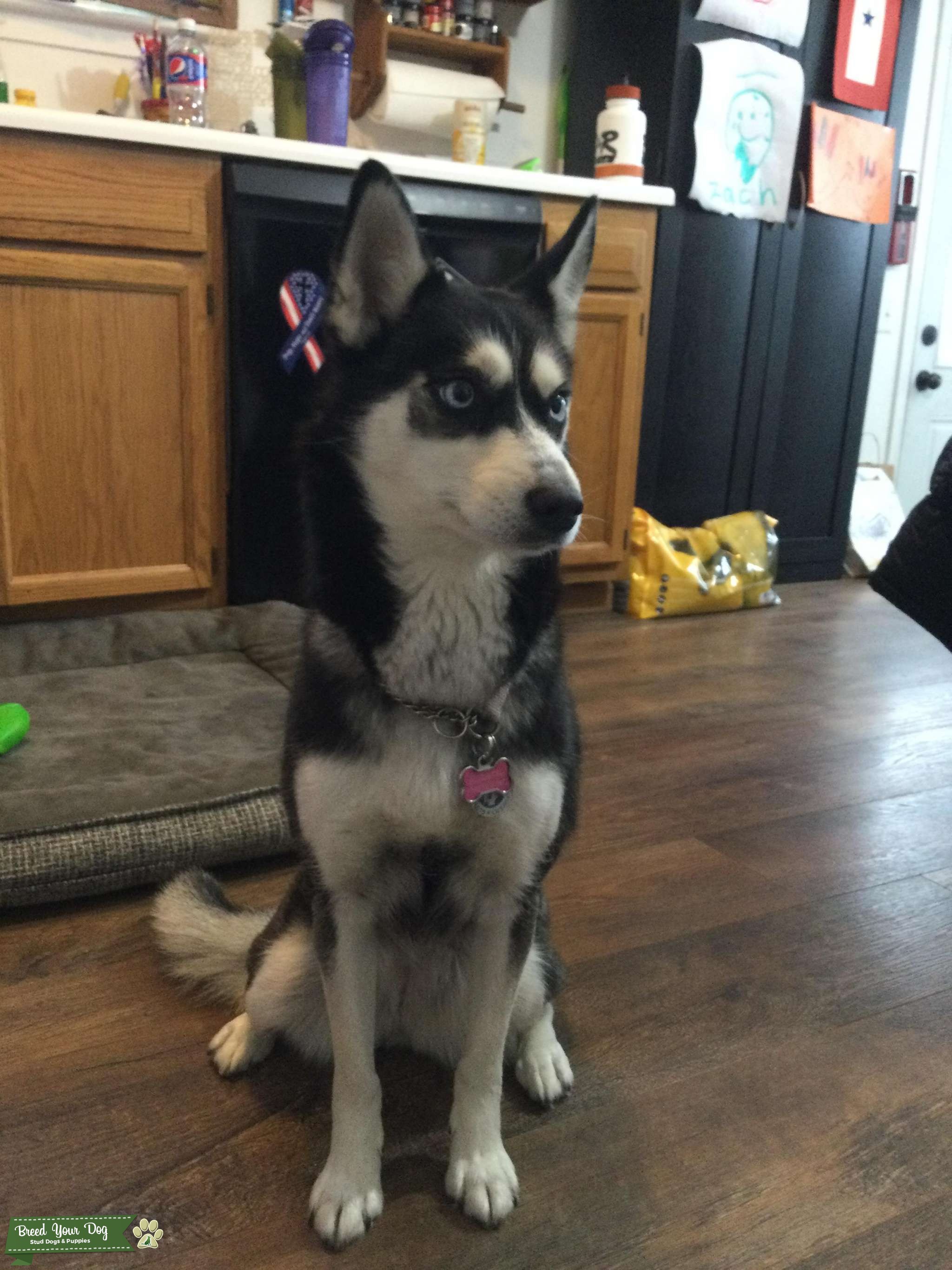 Female Pomsky - Stud Dog in Michigan, the United States | Breed Your Dog