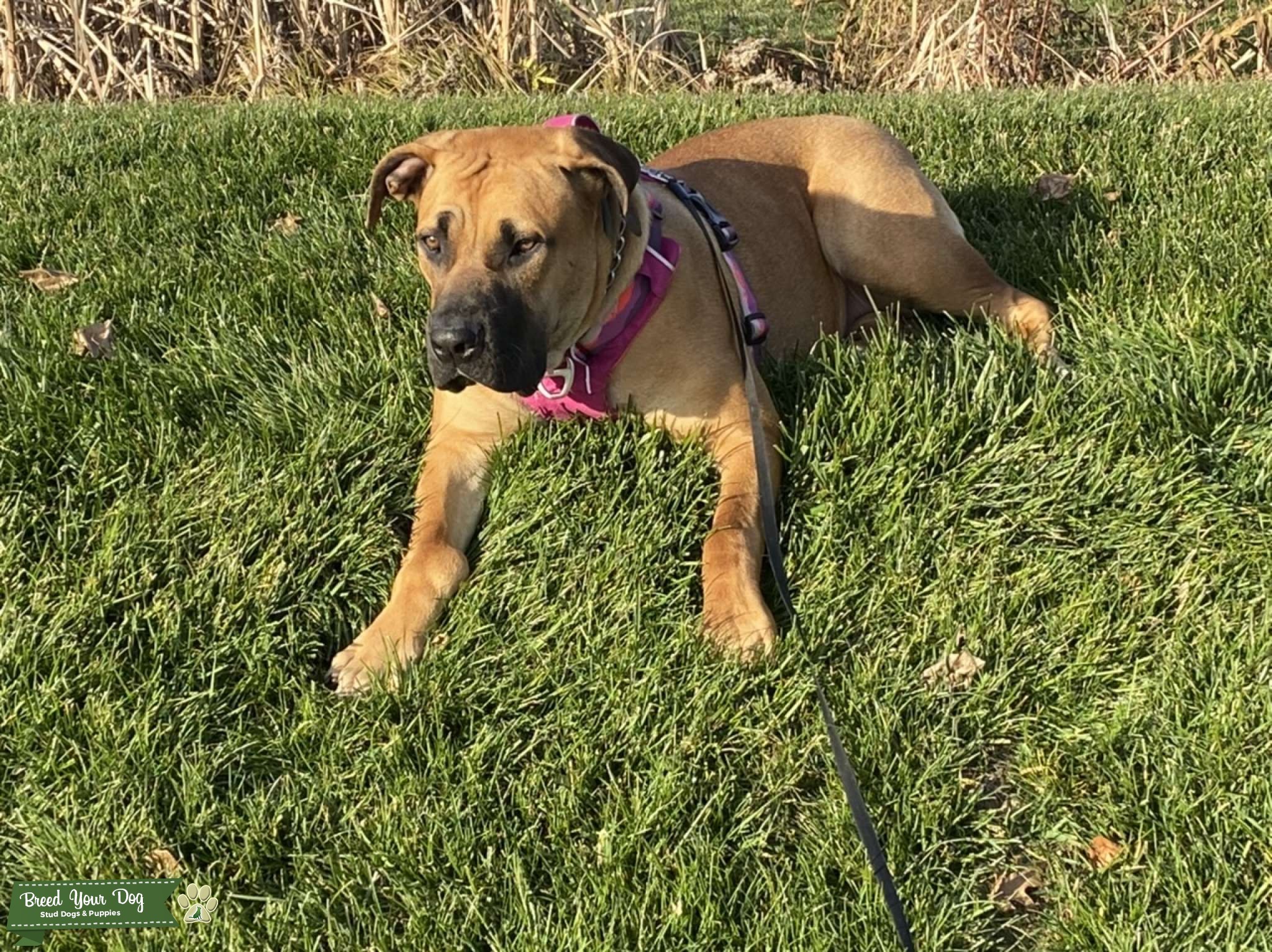 Looking for stud - Stud Dog Ny - Breed Your Dog