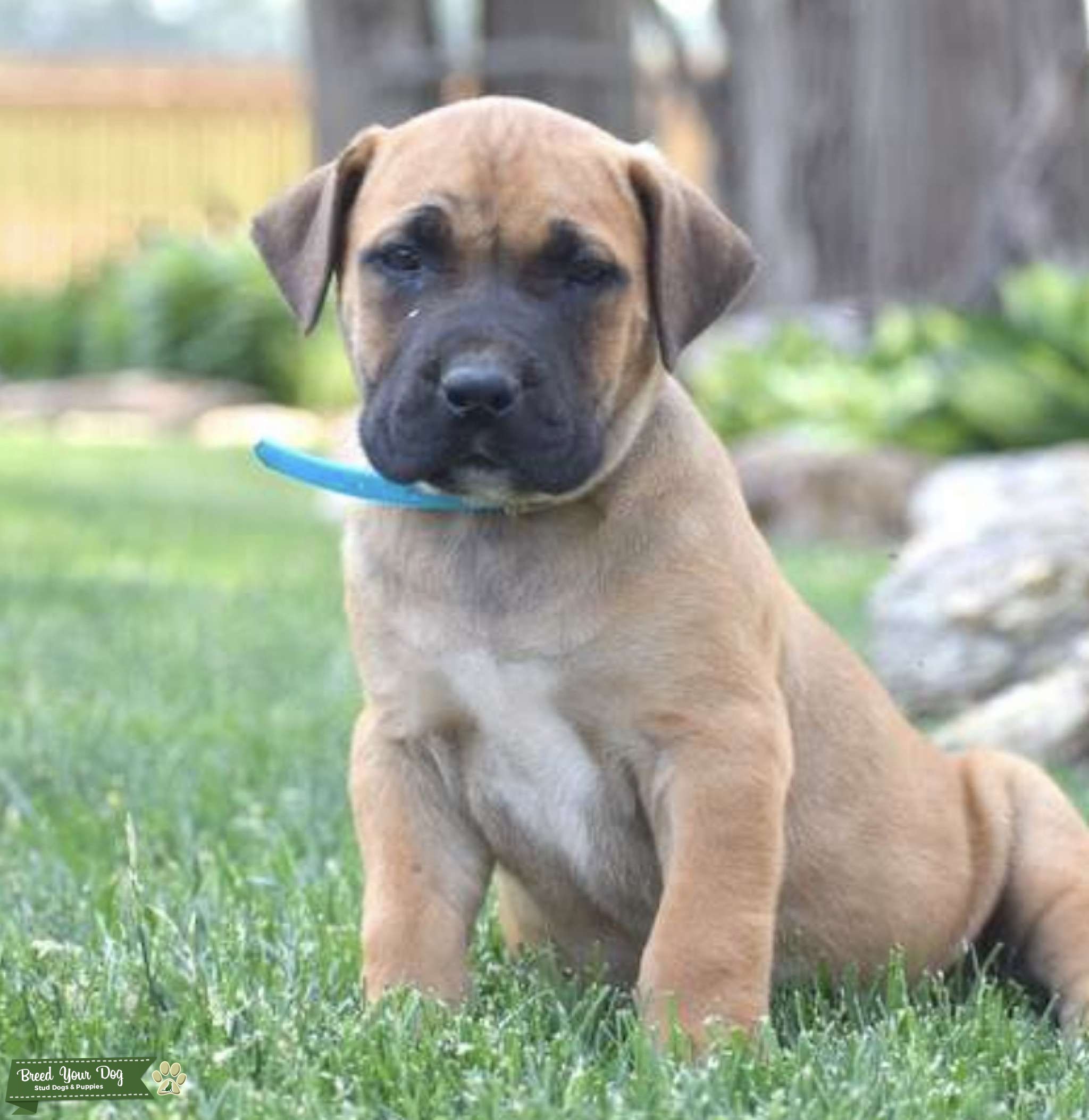 Looking for stud - Stud Dog Ny - Breed Your Dog