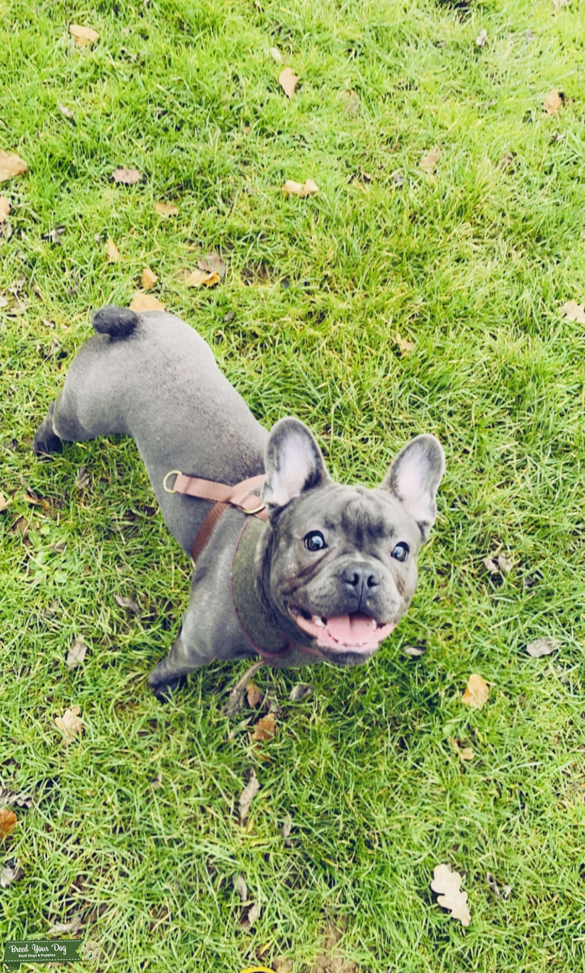 Prince Louie To Stud Stud Dog Rutland Breed Your Dog prince-louie-to-stud-stud-dog-rutland-breed-your-dog