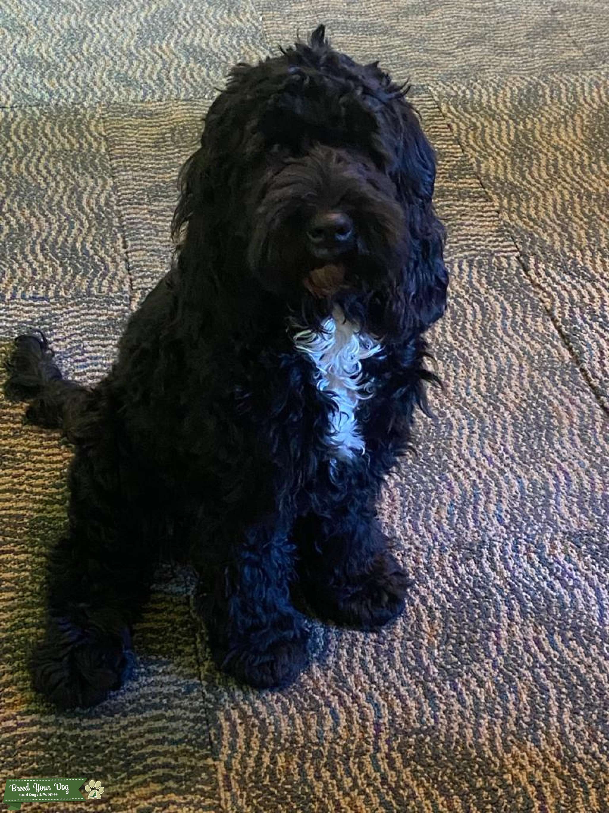 Fico - F1 cockapoo - Stud Dog Telford - Breed Your Dog