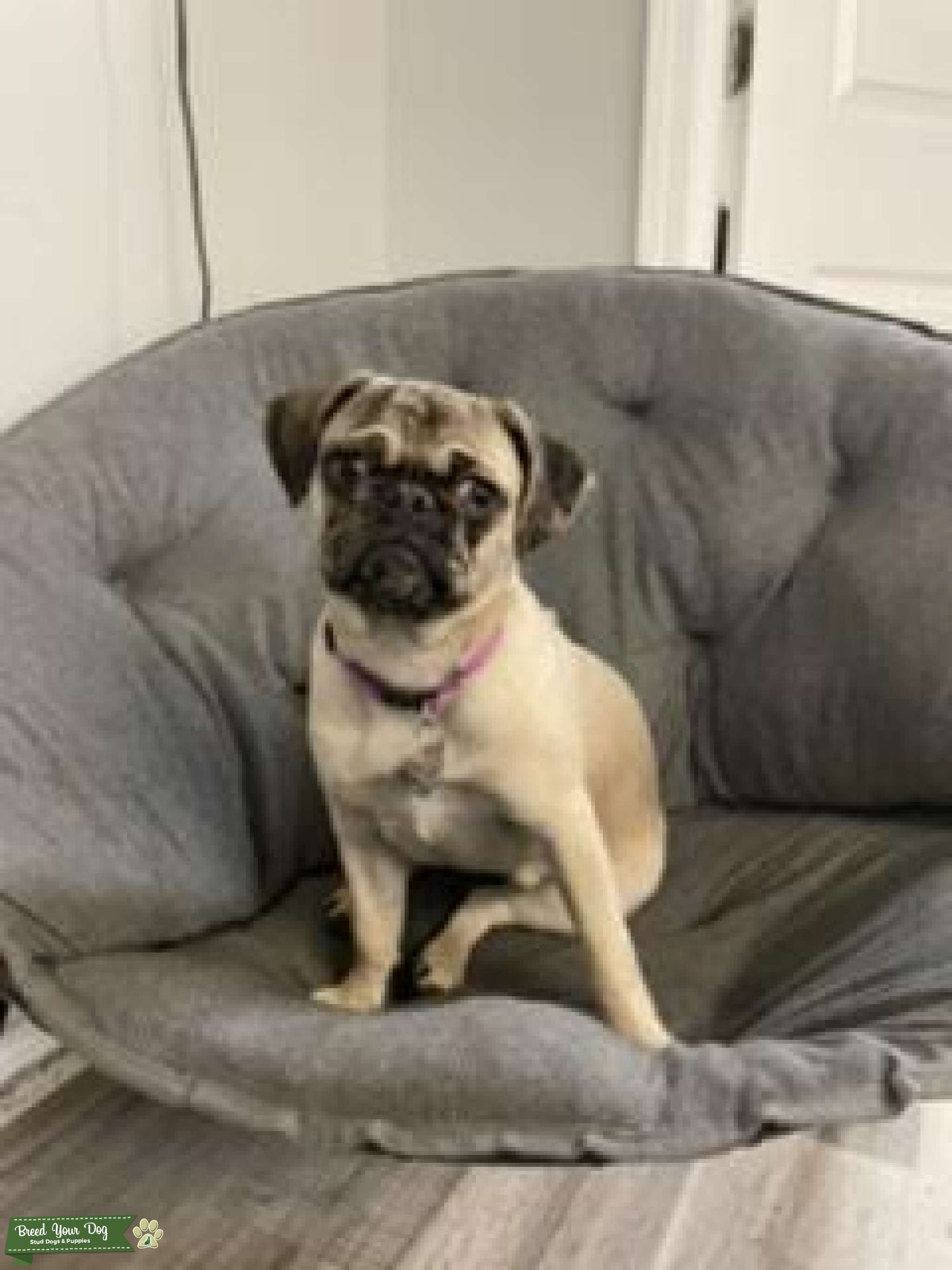 Pug Female - Stud Dog in Midwest, the United States | Breed Your Dog