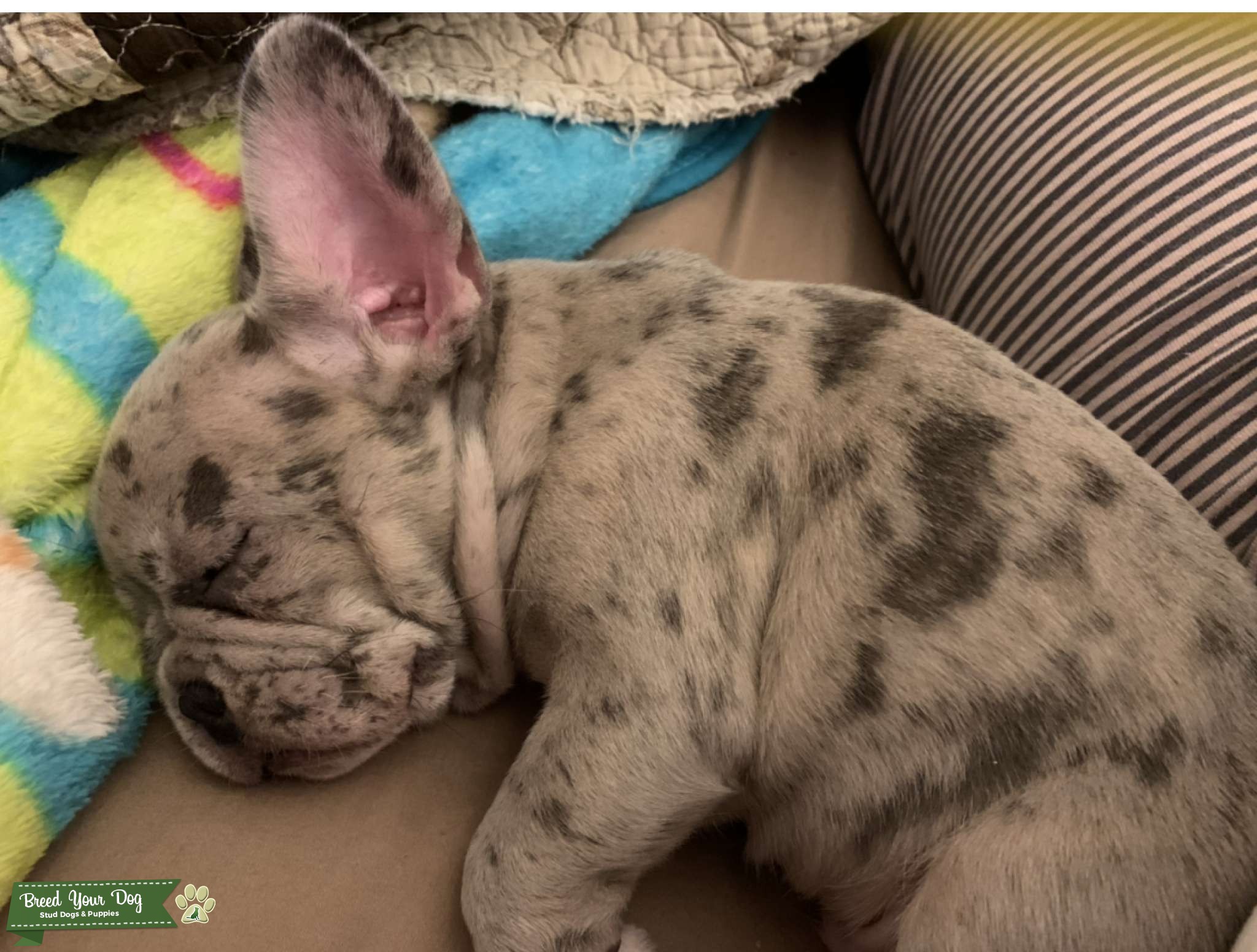 Blue Merle Frenchie - Stud Dog in Kentucky, the United States | Breed ...