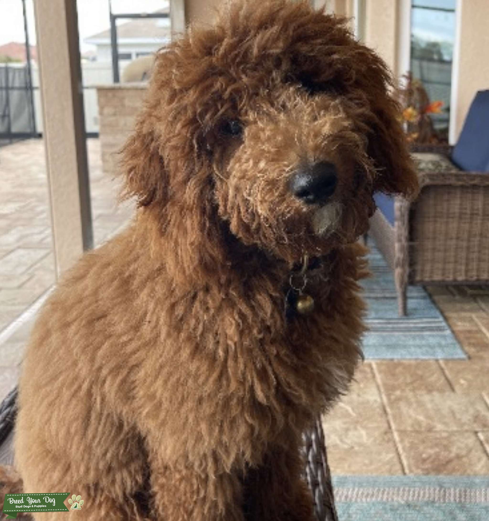 Red Mini golden doodle male - Stud Dog in Florida, the United States ...