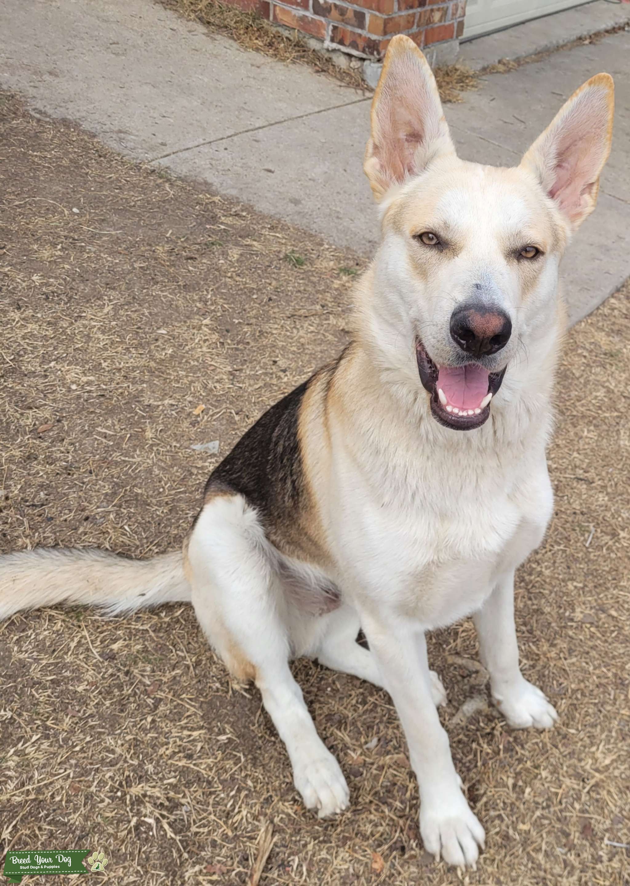 German Shepered Mix - Stud Dog in Fort Worth, Texas, the United States ...