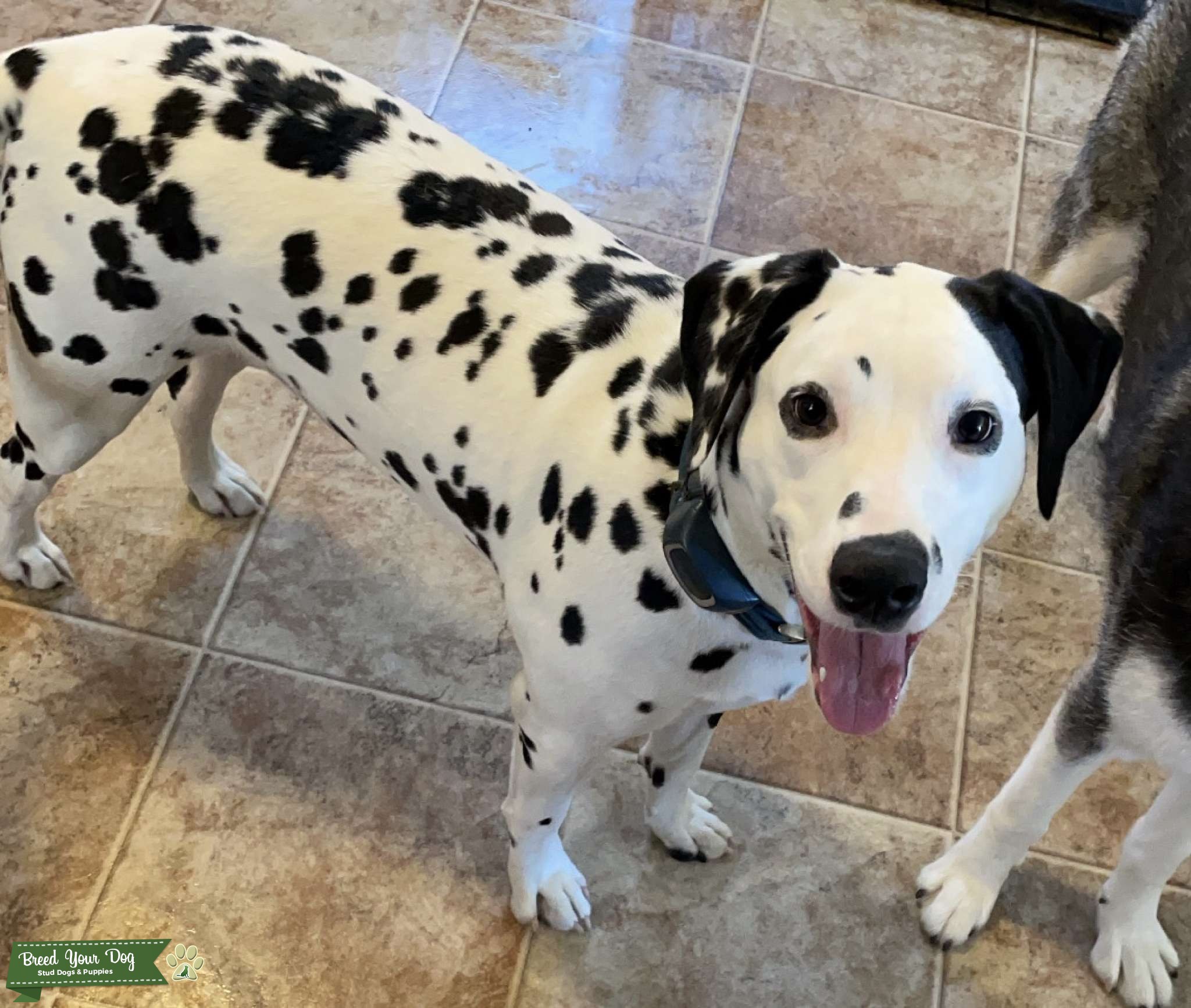 Purebred Champion Bloodline Dalmatian - Stud Dog in Midwest - Kansas ...