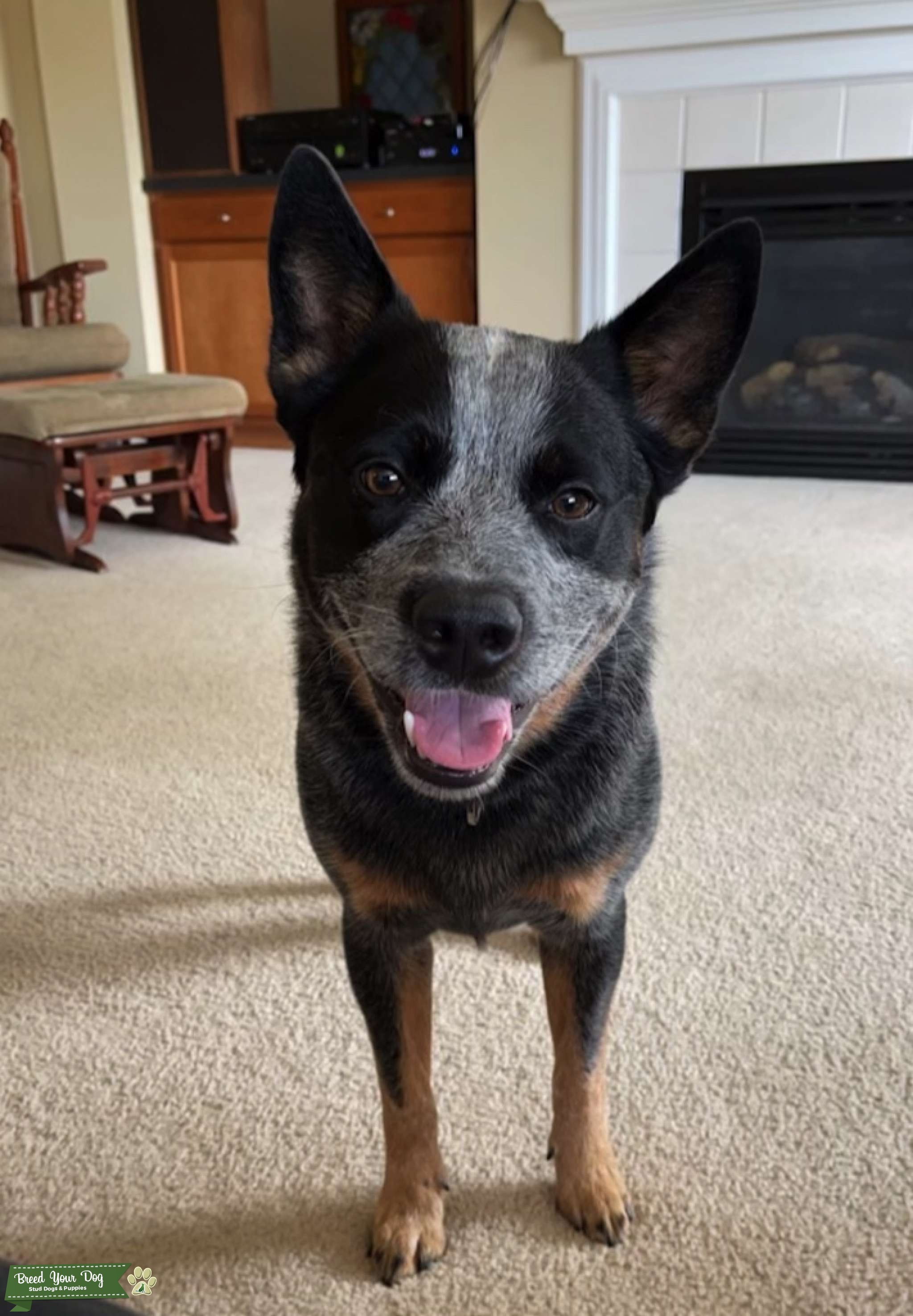 Pure Bred Australian Cattle Dog - Stud Dog in Mid-West, the United ...