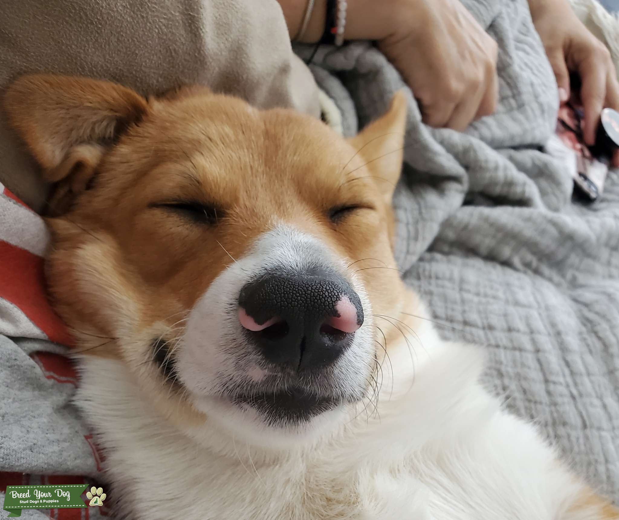 White and fawn colored Pembroke corgi - Stud Dog Phoenix - Breed Your Dog