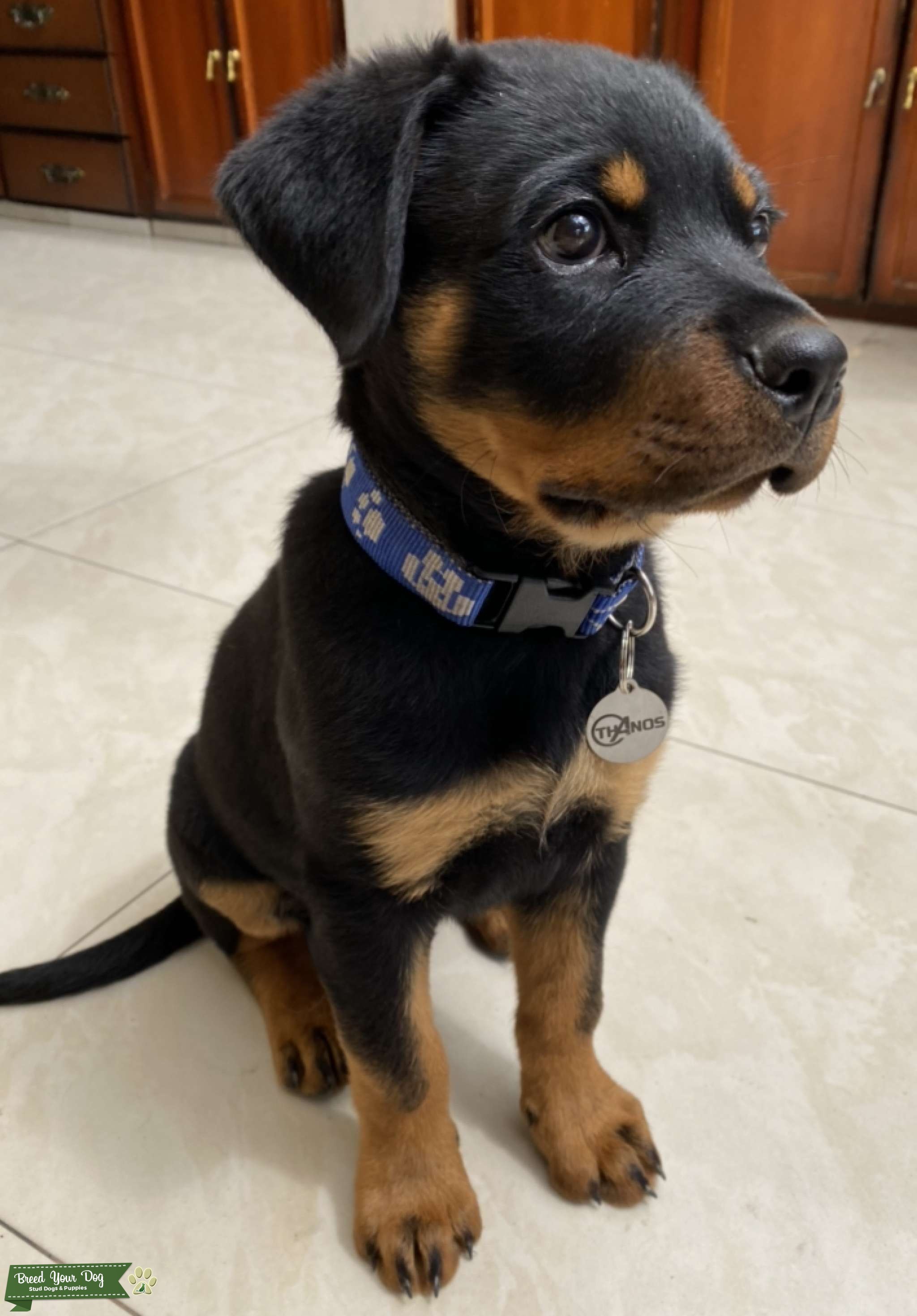 Young Rottie looking for a girlfriend - Stud Dog Virginia - Breed Your Dog