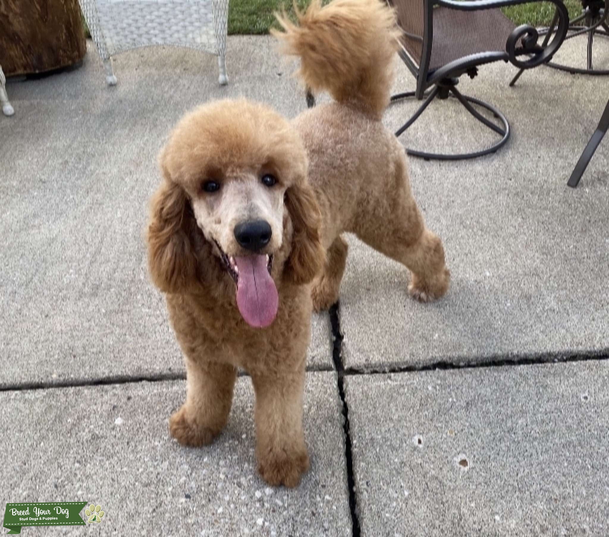 Apricot Royal Poodle for Stud - Stud Dog Illinois - Breed Your Dog