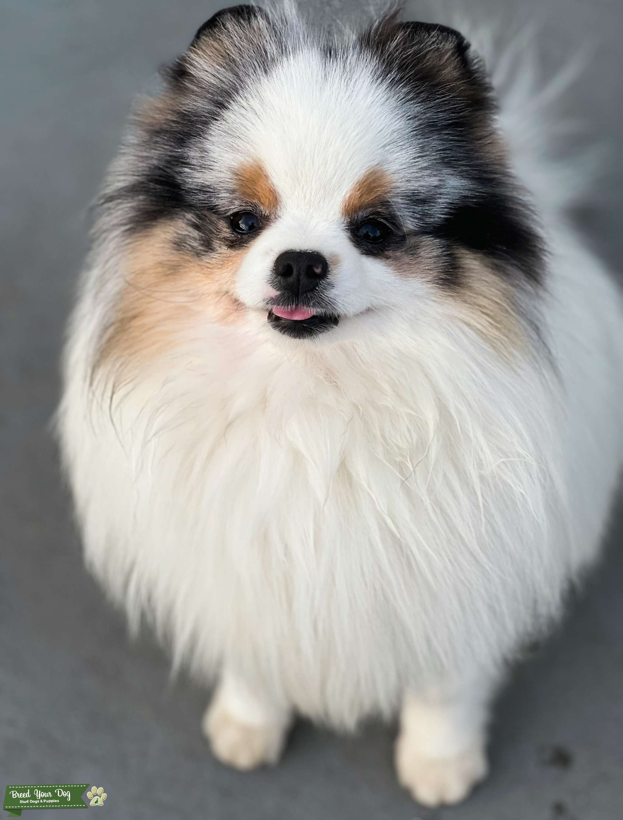 Blue Merle pom - Stud Dog Southern - Breed Your Dog